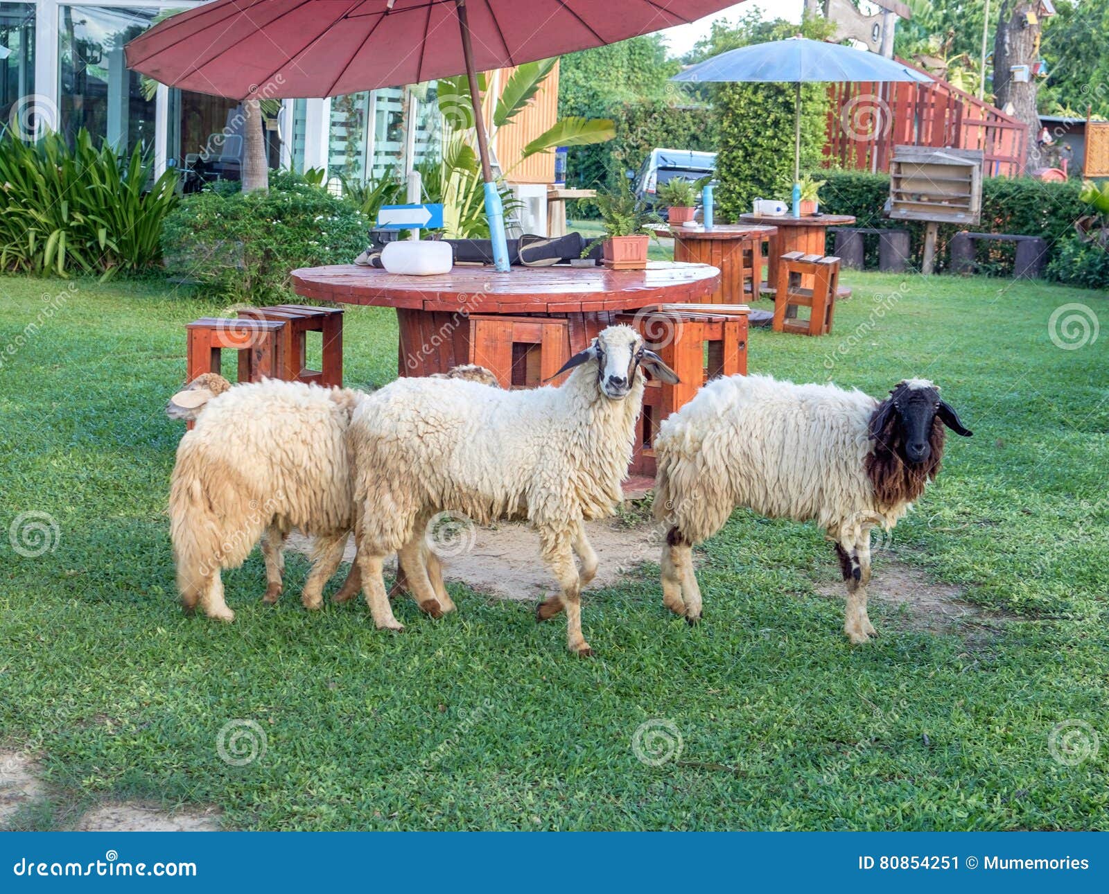 Cute Group Sheep Standing Side Stock Image - Image of lamb, asia: 80854251