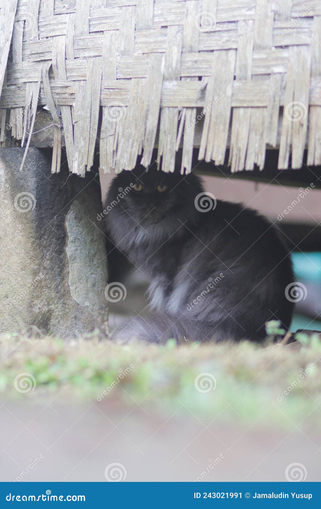 Cute Grumpy Cat Hiding Under a Traditional Indonesian House Stock Image ...