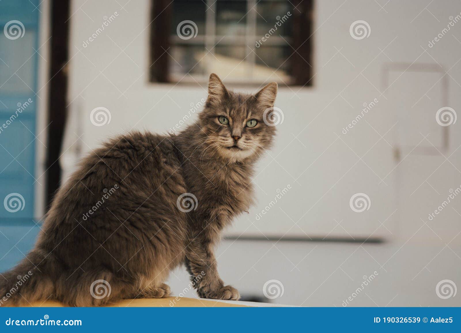 Cute Grumpy Looking Cat Sitting Outdoors Stock Image - Image of pets ...