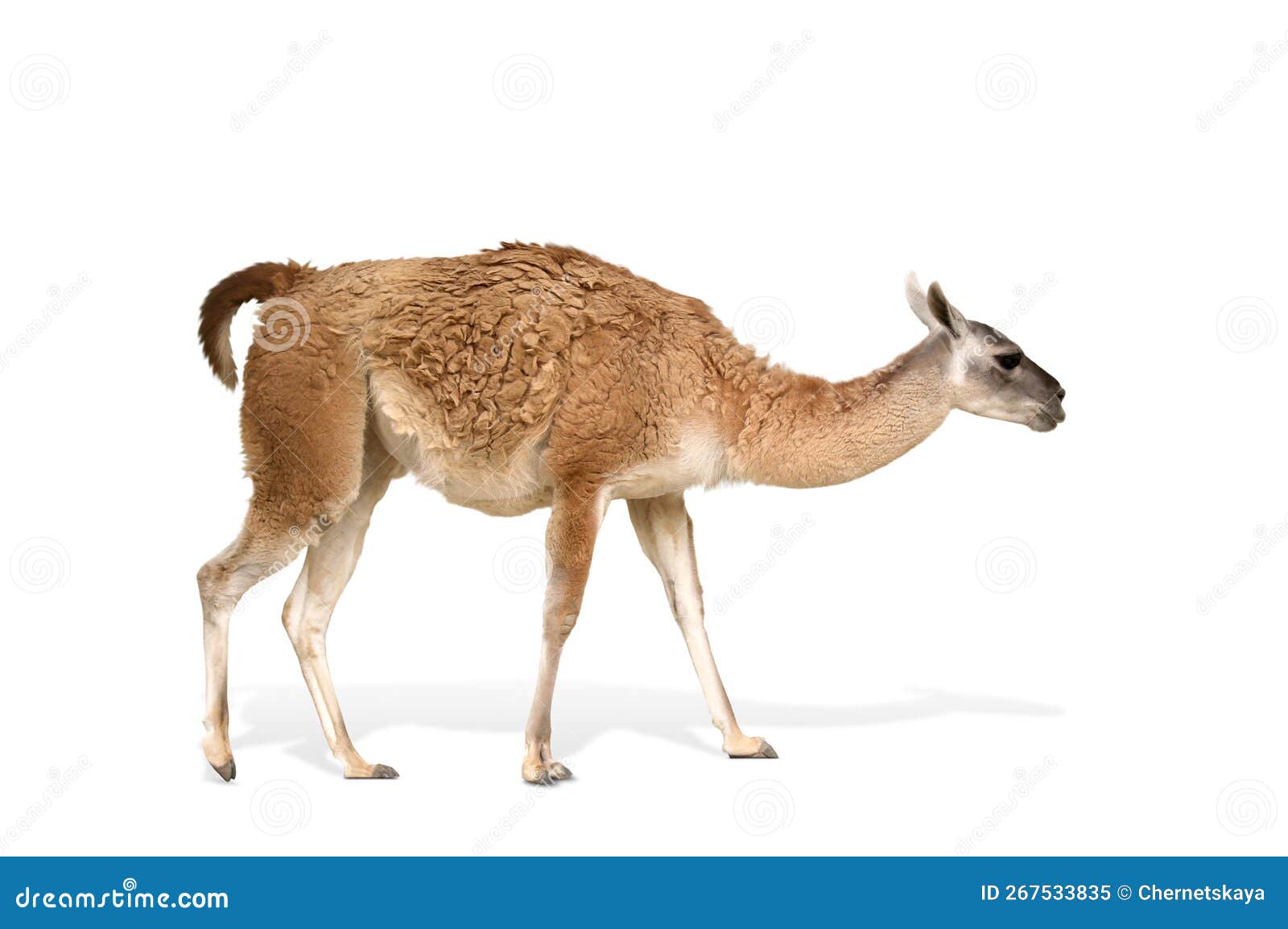 Cute Guanaco on White. Wild Animal Stock Image - Image of fauna, brown ...