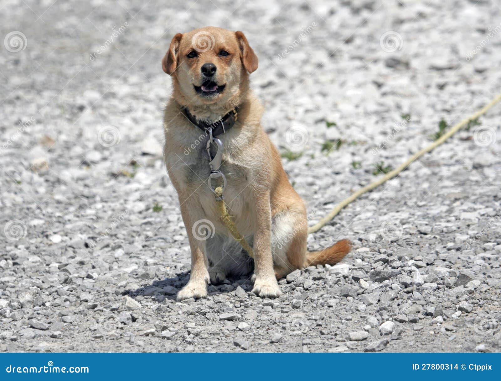 Cute Guard Dog stock photo. Image of rope, ground, leash - 27800314