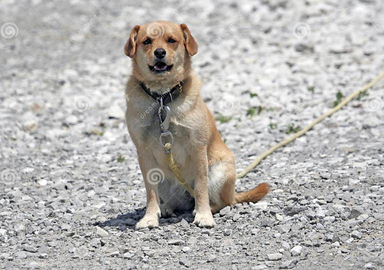 Cute Guard Dog stock photo. Image of rope, ground, leash - 27800314