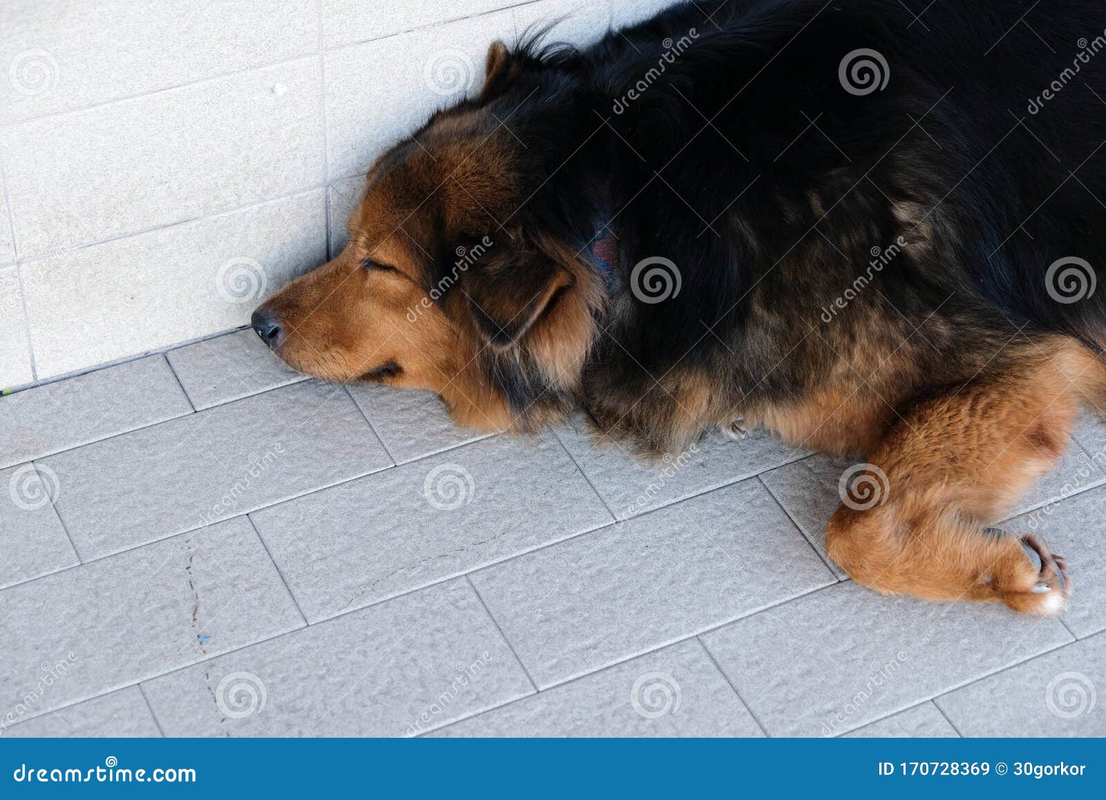 Cute Guard Dog Lying Down and Sleeps Stock Image - Image of animals ...