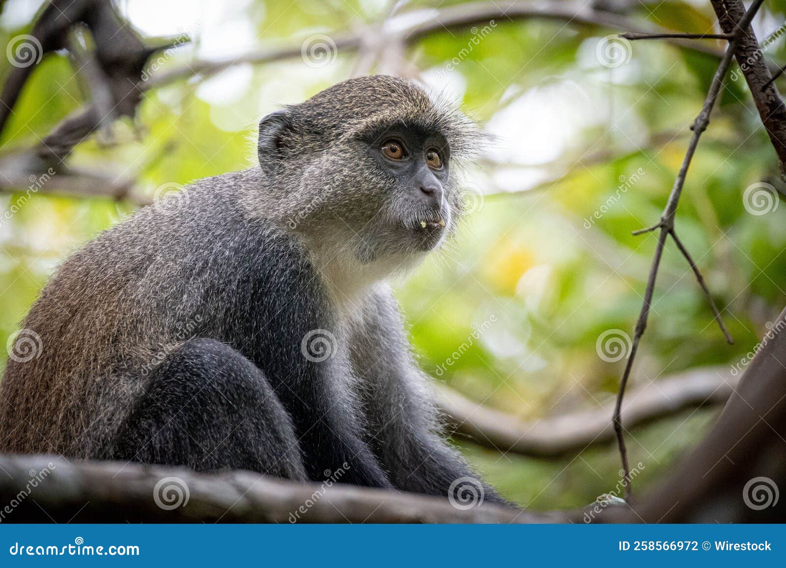 Cute Guenon Monkey on a Tree Branch in Closeup Stock Photo - Image of ...