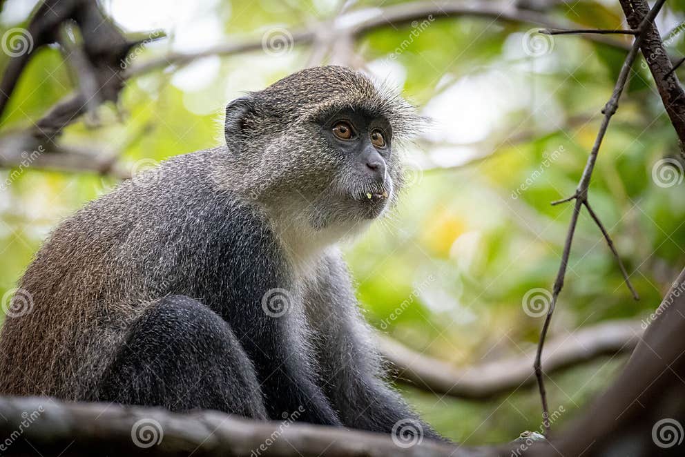Cute Guenon Monkey on a Tree Branch in Closeup Stock Photo - Image of ...