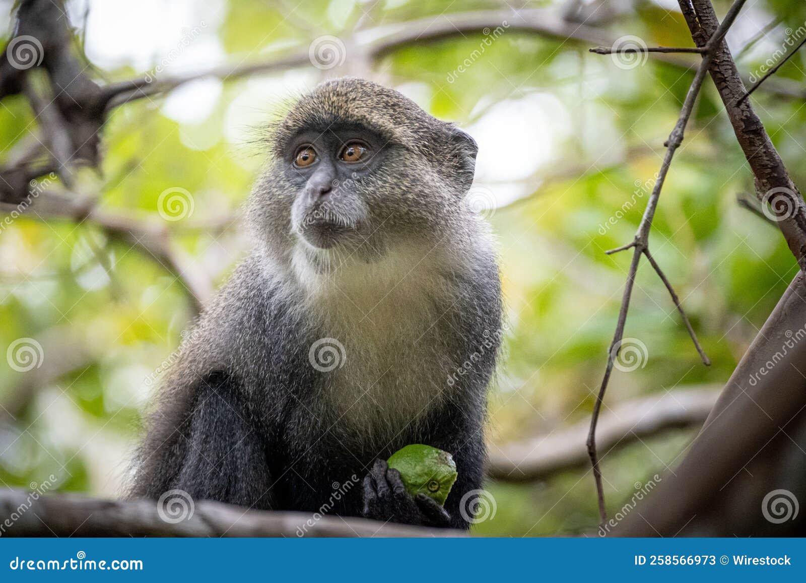 Cute Guenon Monkey on a Tree Branch in Closeup Stock Image - Image of ...