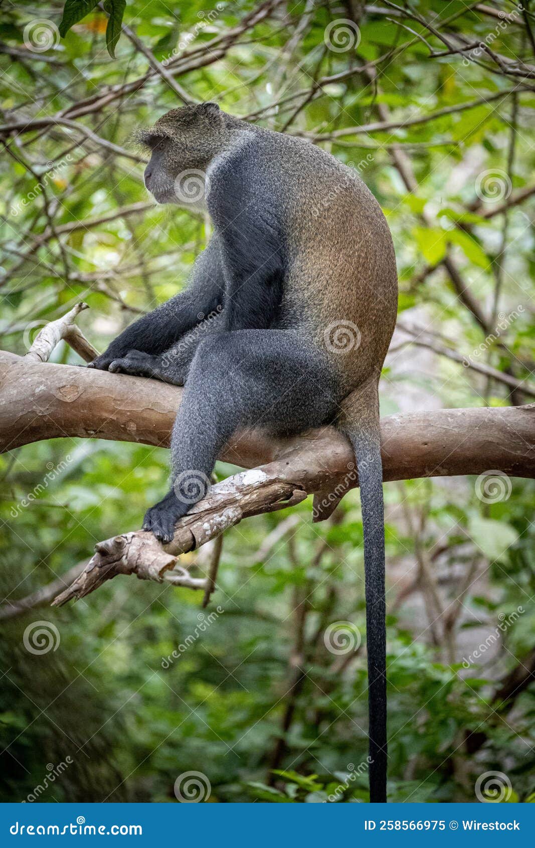 Cute Guenon Monkey on a Tree Branch in Closeup Stock Image - Image of ...