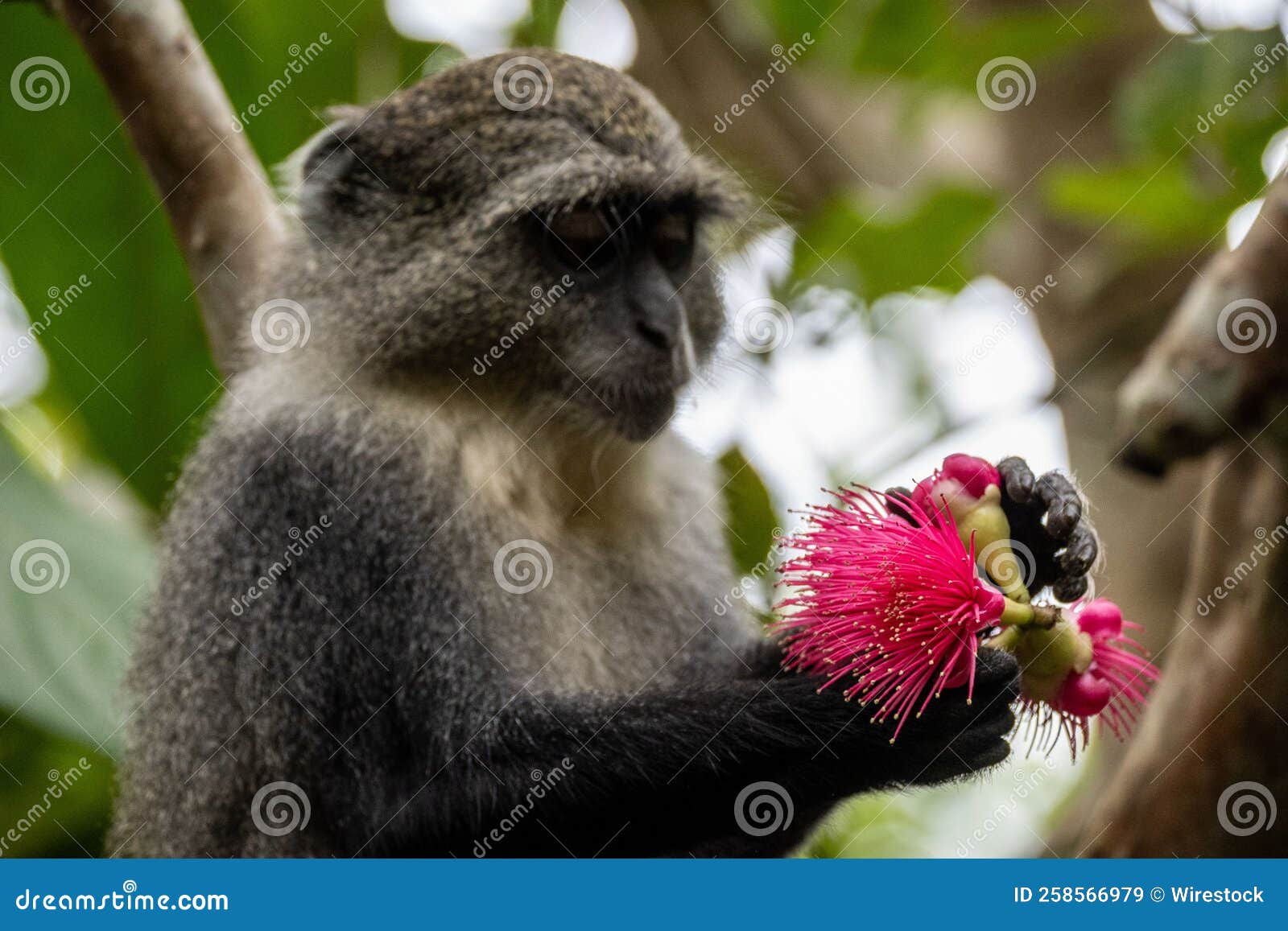 Cute Guenon Monkey on a Tree Branch in Closeup Stock Image - Image of ...