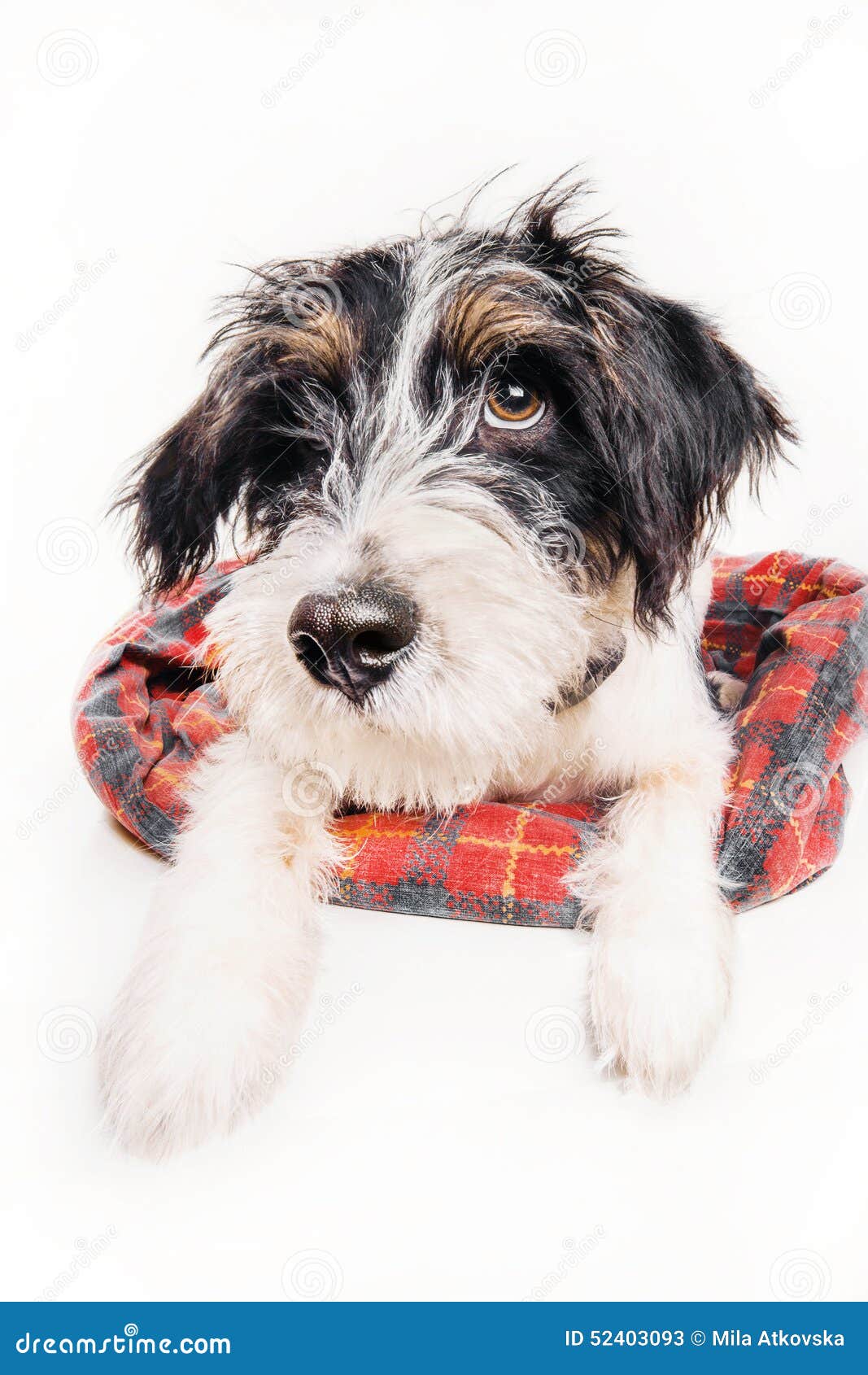Cute Guilty Looking Puppy on His Bed Stock Image - Image of animal ...