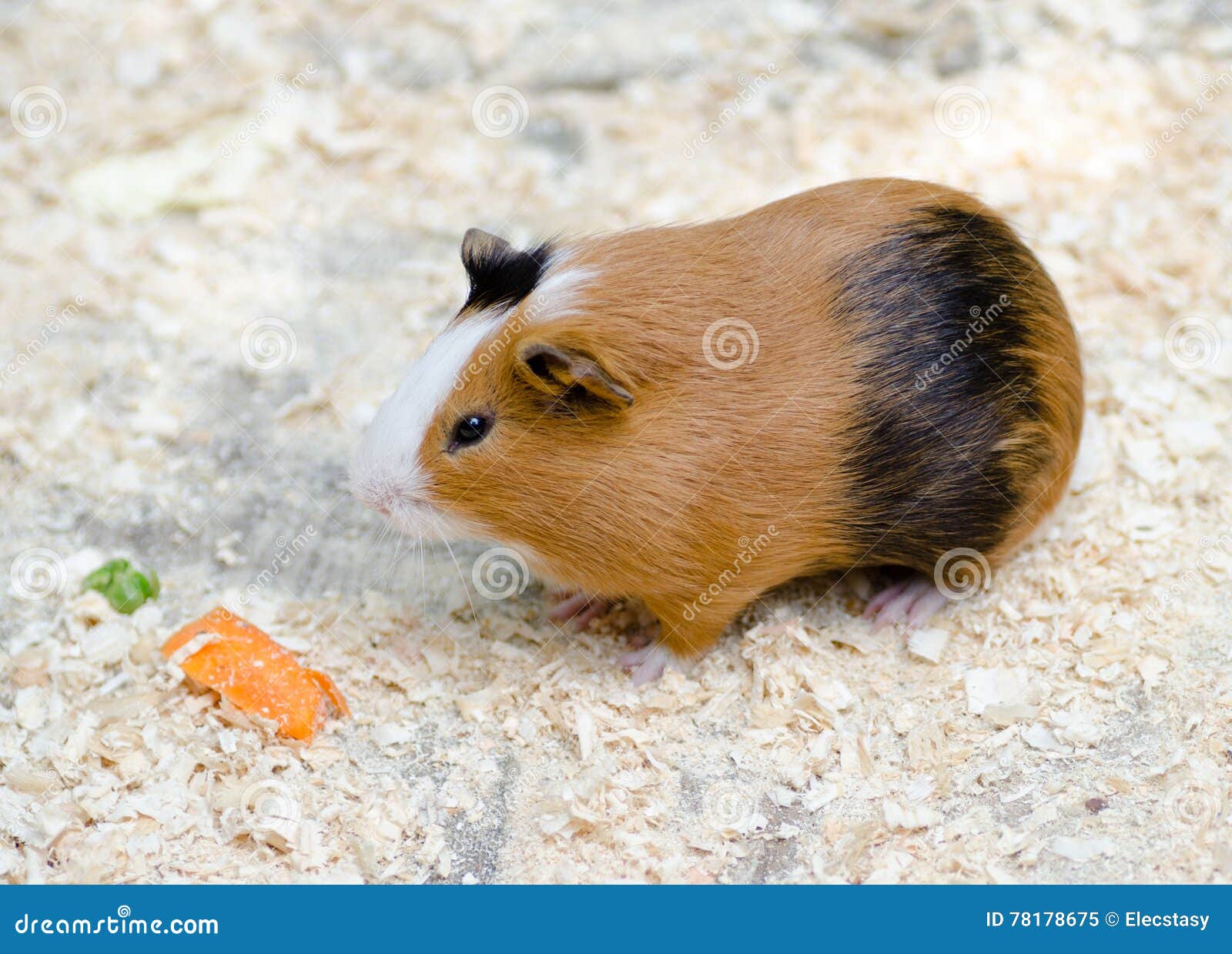 Cute Guinea Pig with Carrot Stock Image - Image of curiosity, animal ...