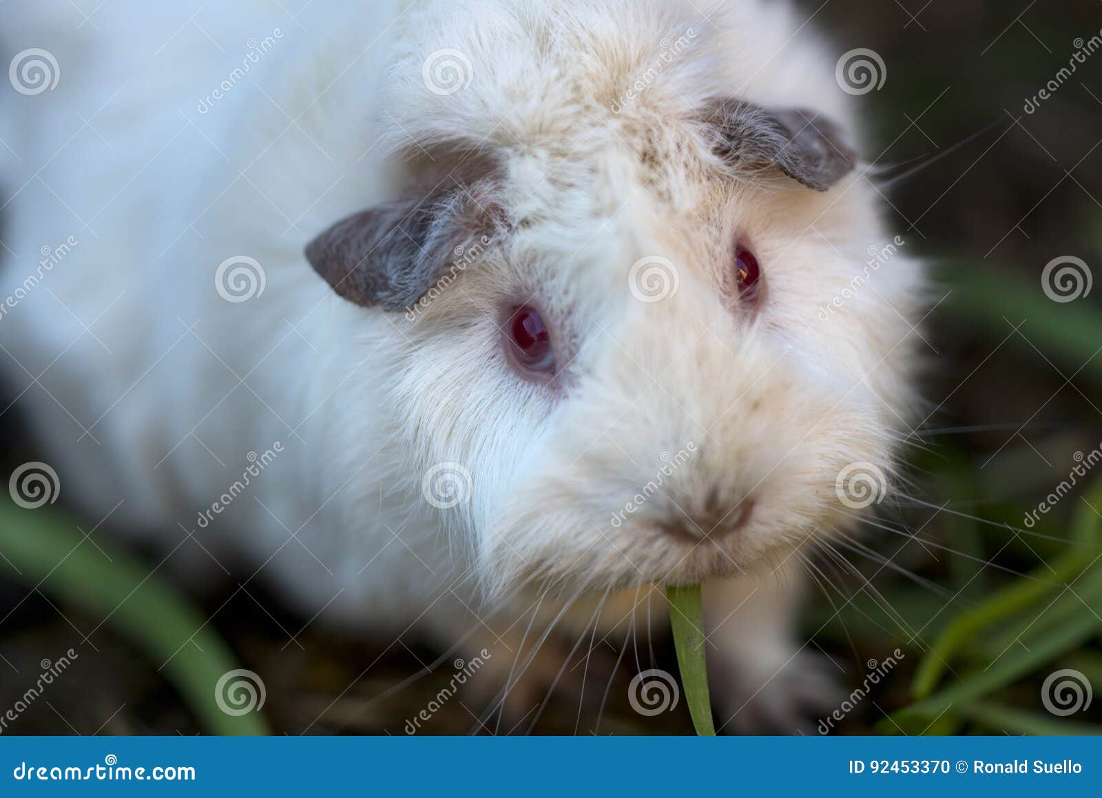 Cute Guinea Pig With A Red Ribbon Stock Photography | CartoonDealer.com ...
