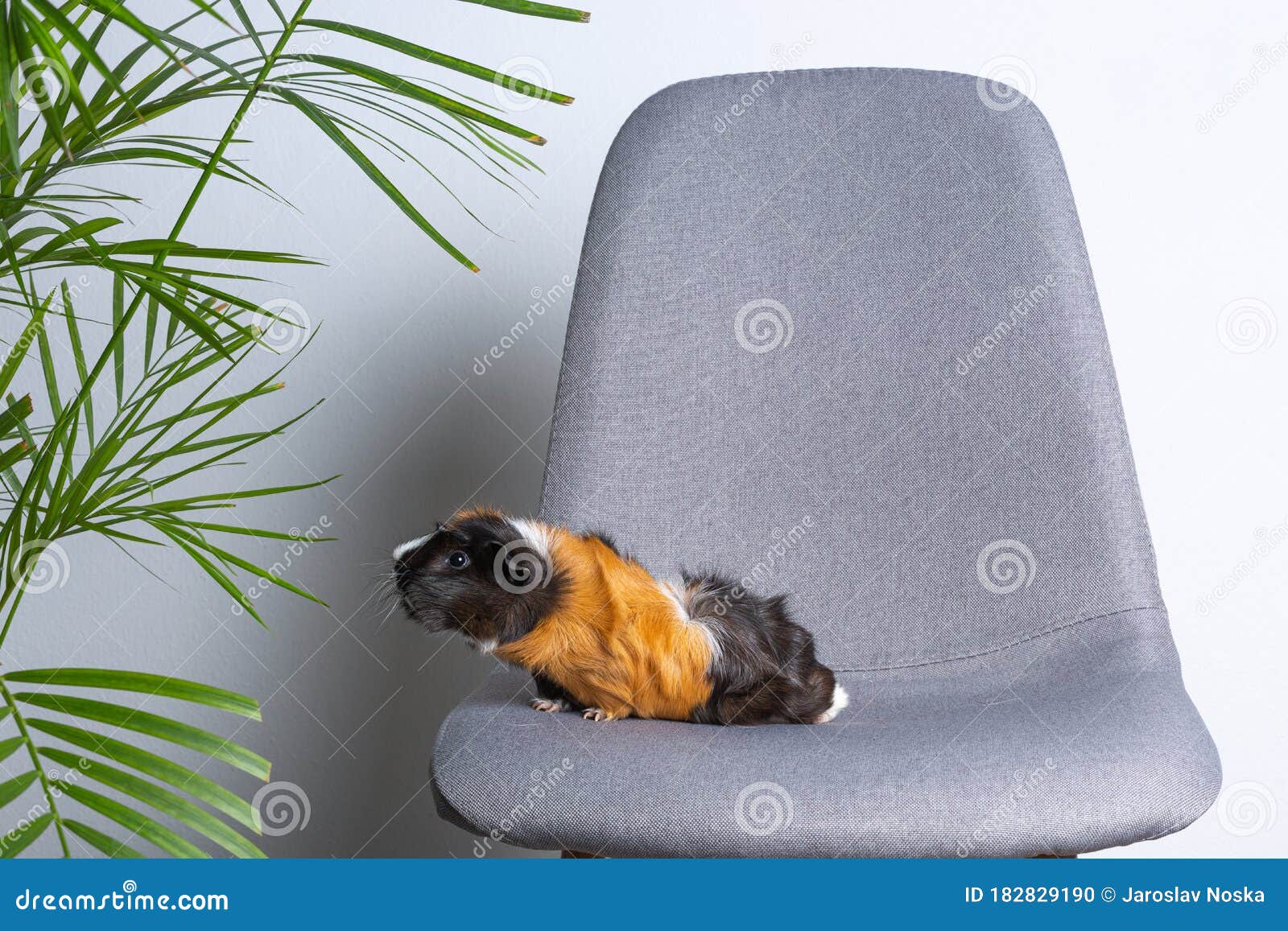 Cute guinea pig on a chair stock photo. Image of shot - 182829190