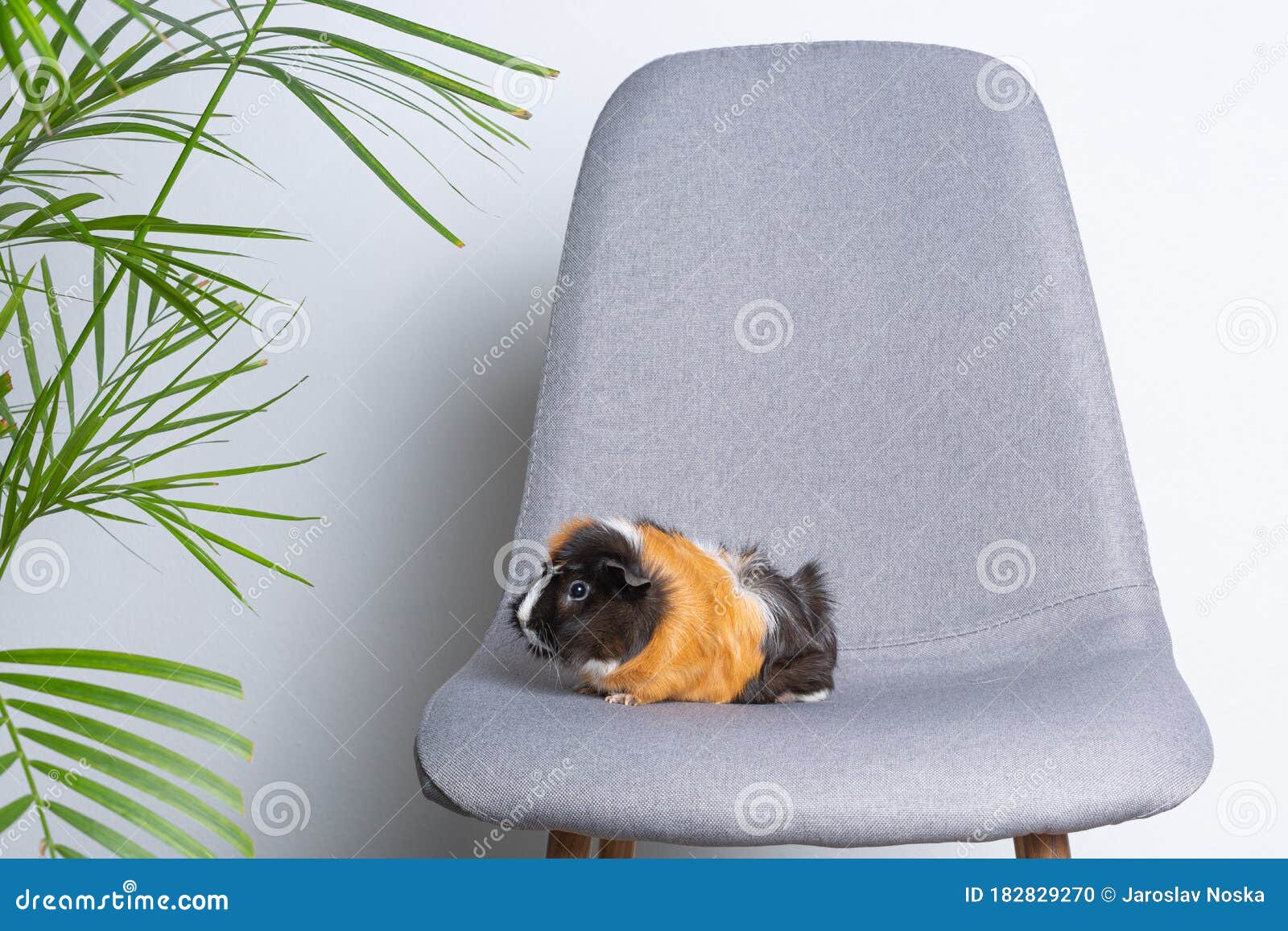 Cute Guinea Pig on a Chair 2 Stock Photo - Image of full, guinea: 182829270