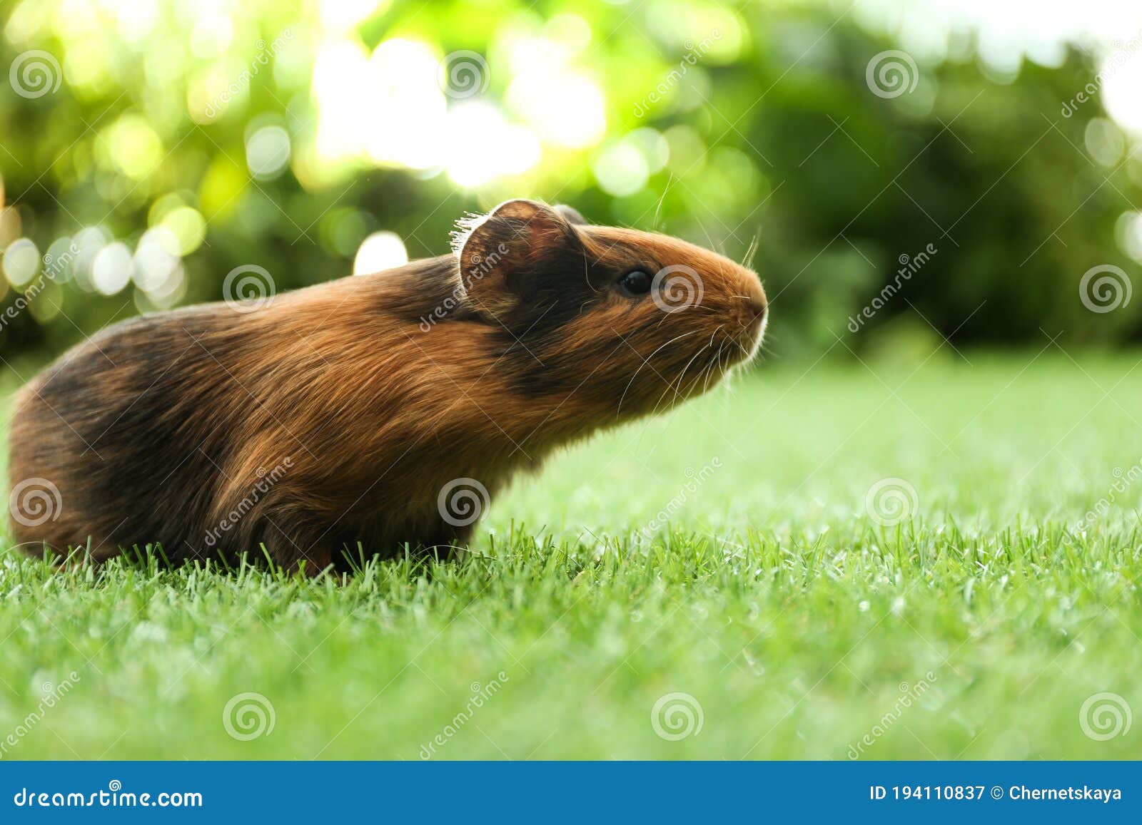 Cute Guinea Pig on Grass in Park Stock Image - Image of muzzle ...
