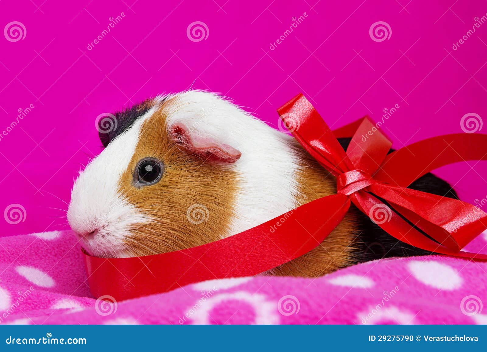 Cute Guinea Pig With A Red Ribbon Stock Photography | CartoonDealer.com ...