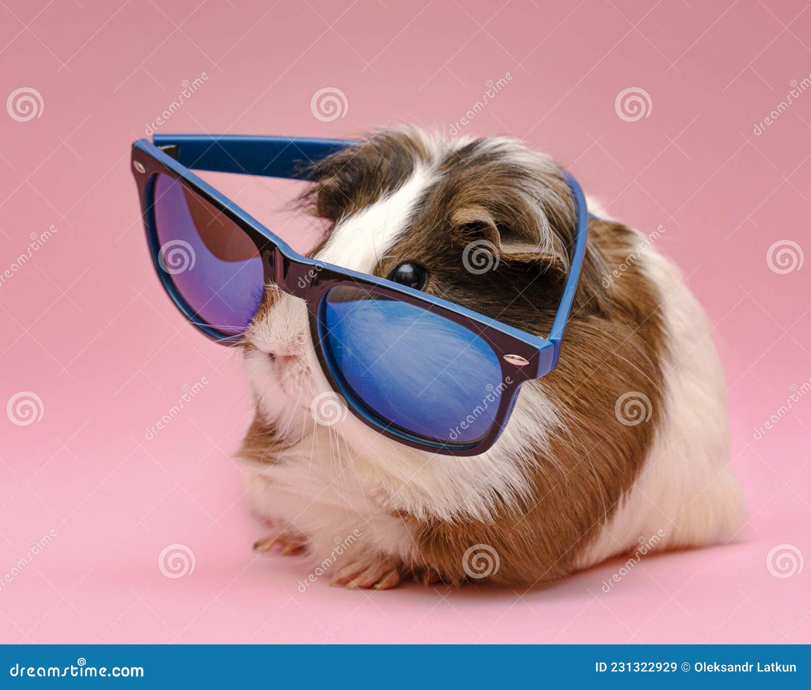 Cute Guinea Pig Wearing Sunglasses. High Quality Beautiful Photo ... Cute Guinea Pig Wearing Sunglasses. High Quality Beautiful Photo ...