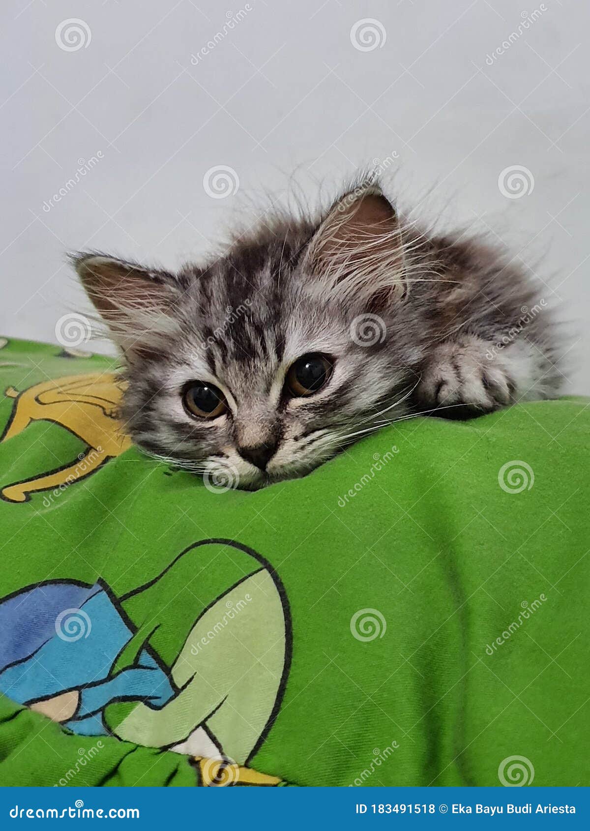 Cute Hachi Spoiling for Attention Stock Photo - Image of carnivore ...