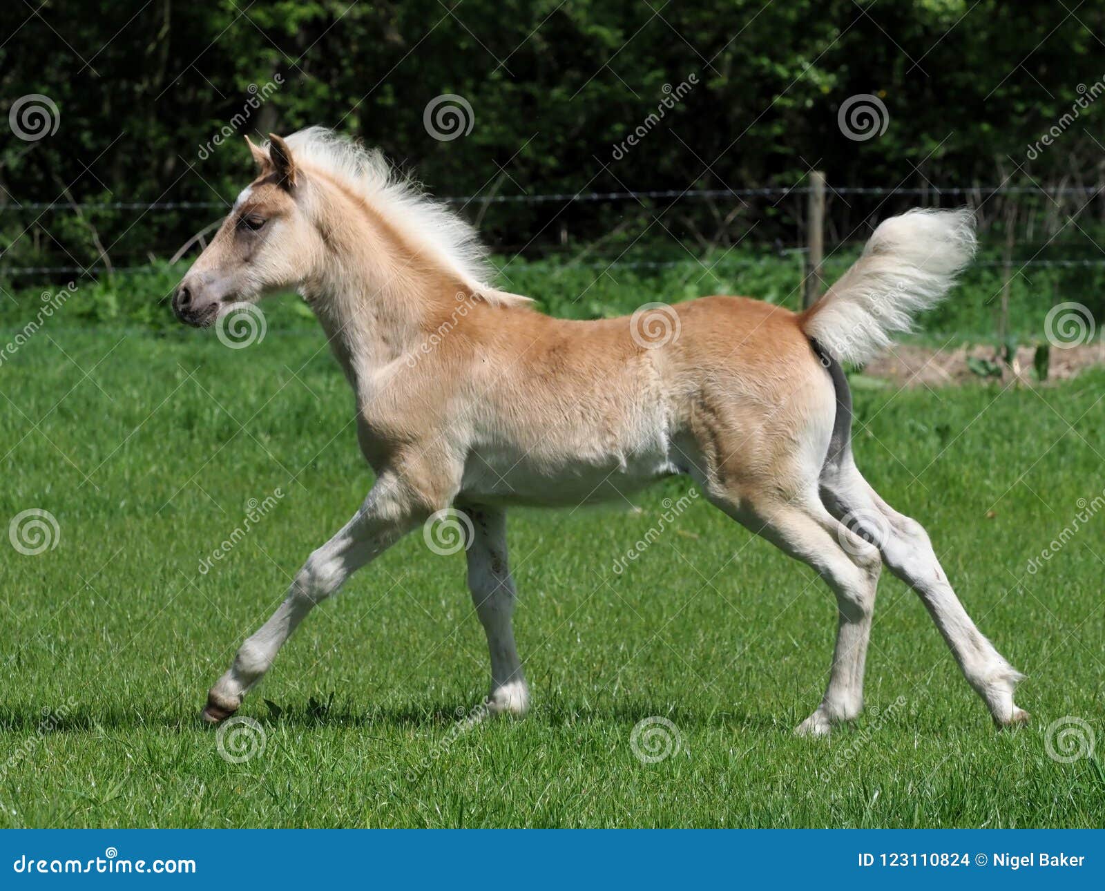 Cute Haflinger Foal stock photo. Image of beautiful - 123110824