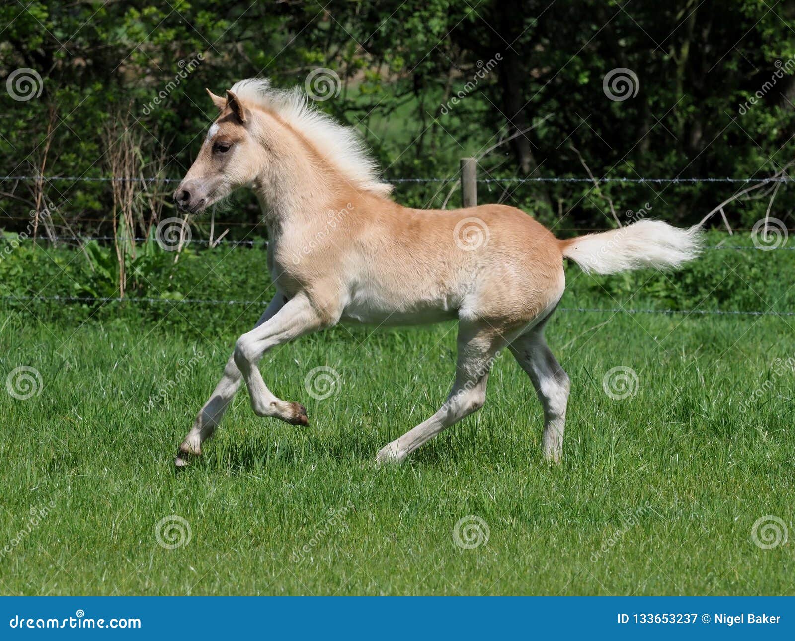 Cute Haflinger Foal stock image. Image of ears, nature - 133653237