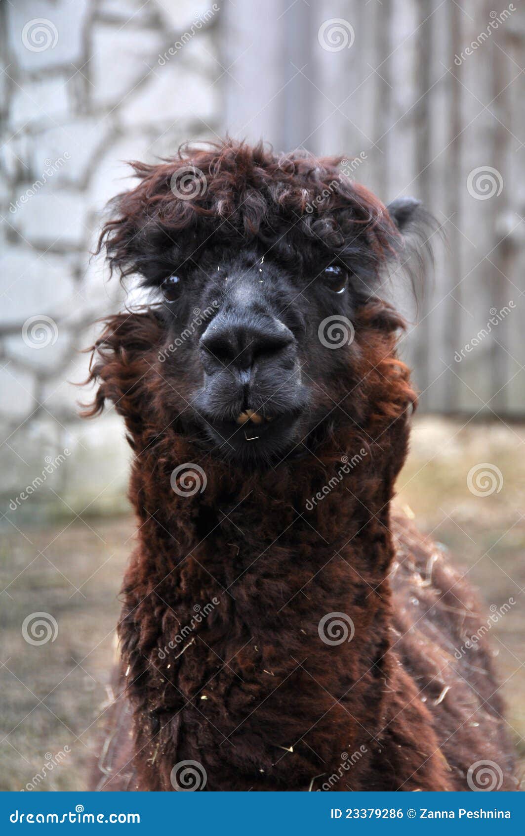 Cute hairy lama portrait stock photo. Image of portrait - 23379286