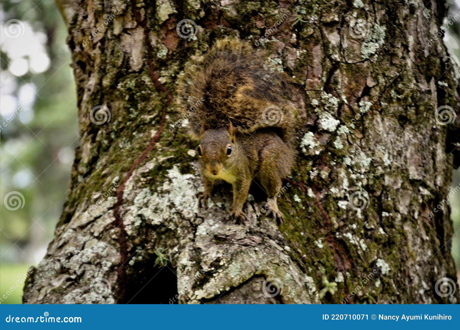 Cute and Hairy Sciuridae on Tree Trunk Stock Image - Image of tree ...