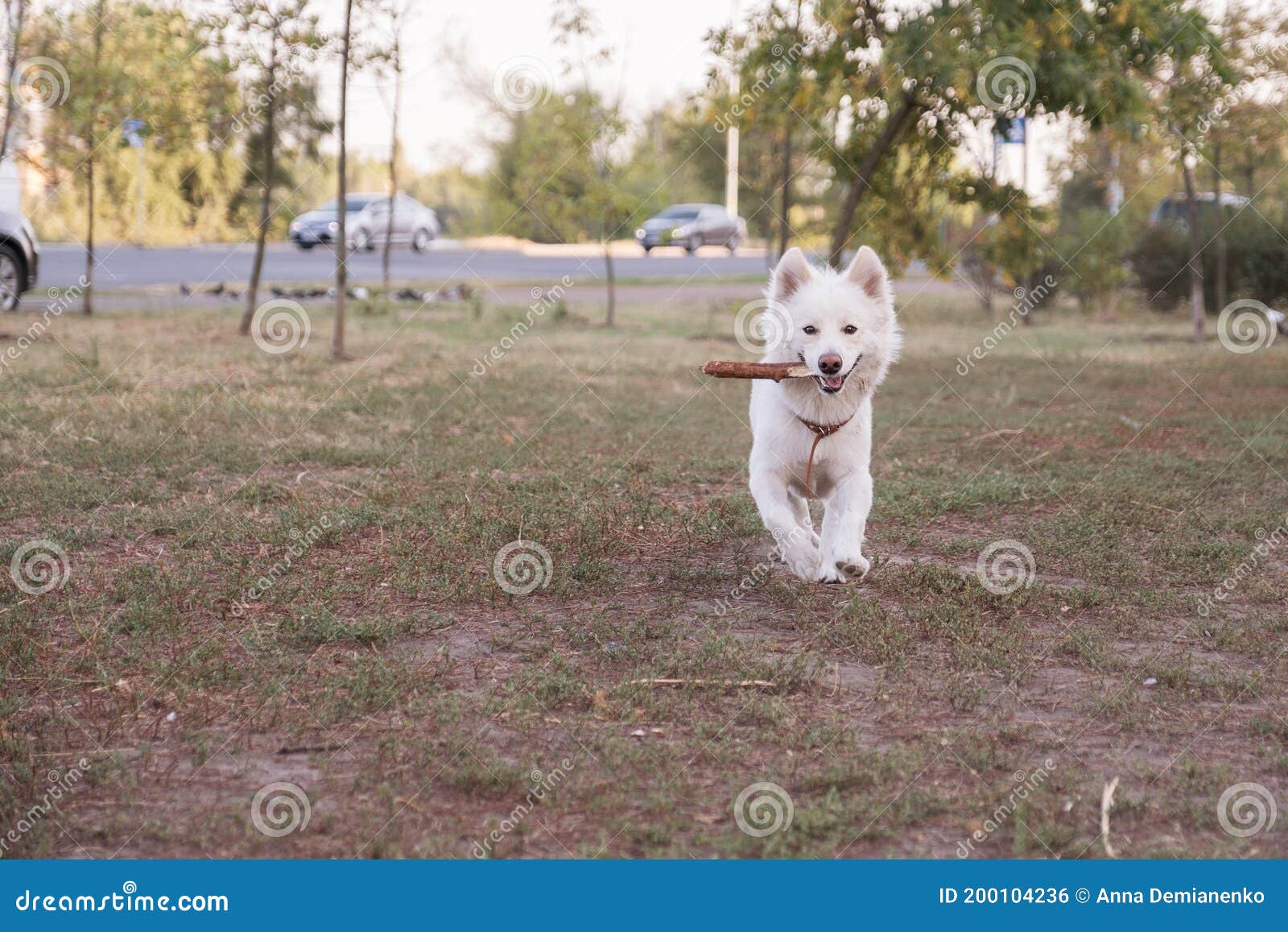 Cute Half-breed Samoyed Dog on a Walk in Summer Day at Park Stock Photo ...