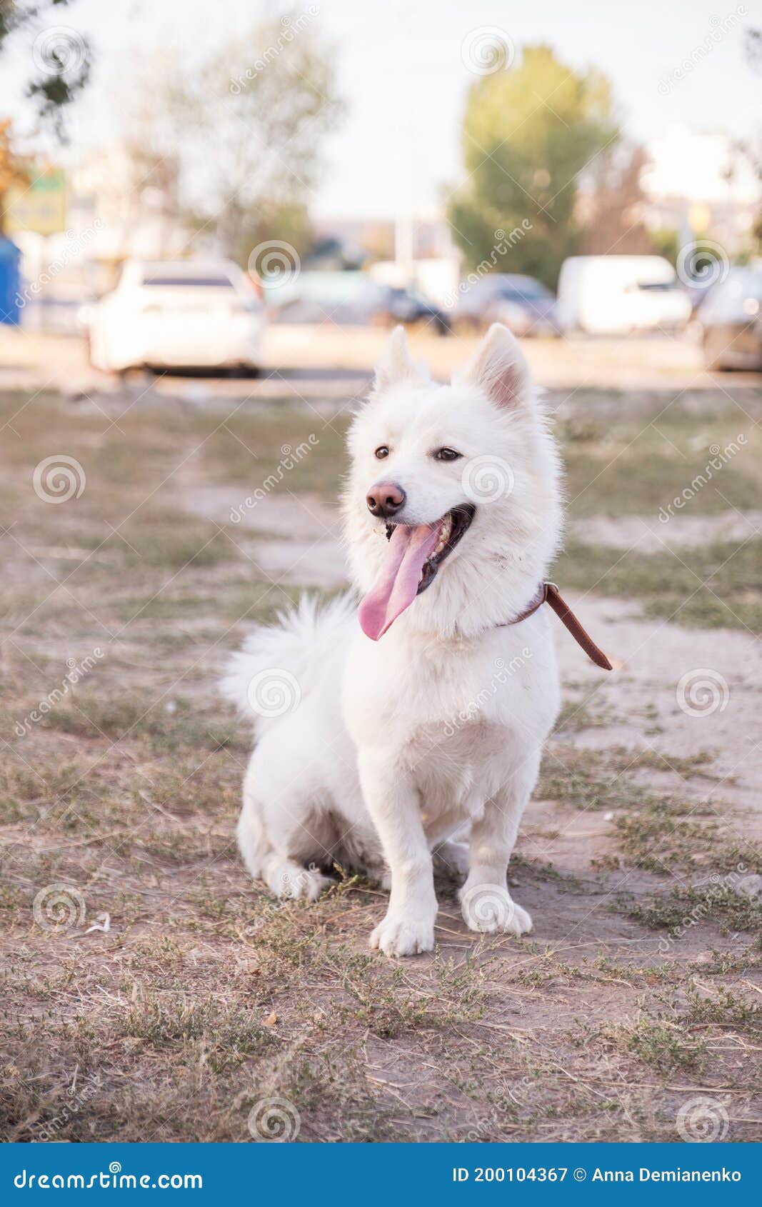 Cute Half-breed Samoyed Dog on a Walk in Summer Day at Park Stock Image ...
