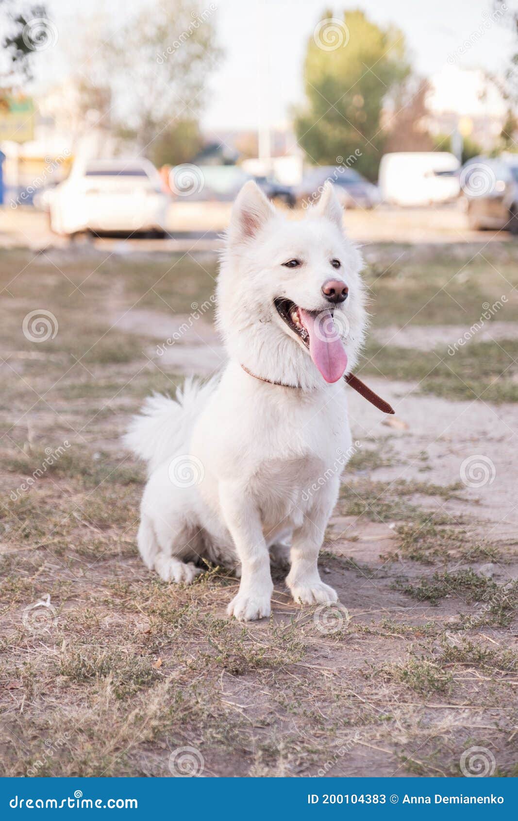 Cute Half-breed Samoyed Dog on a Walk in Summer Day at Park Stock Image ...