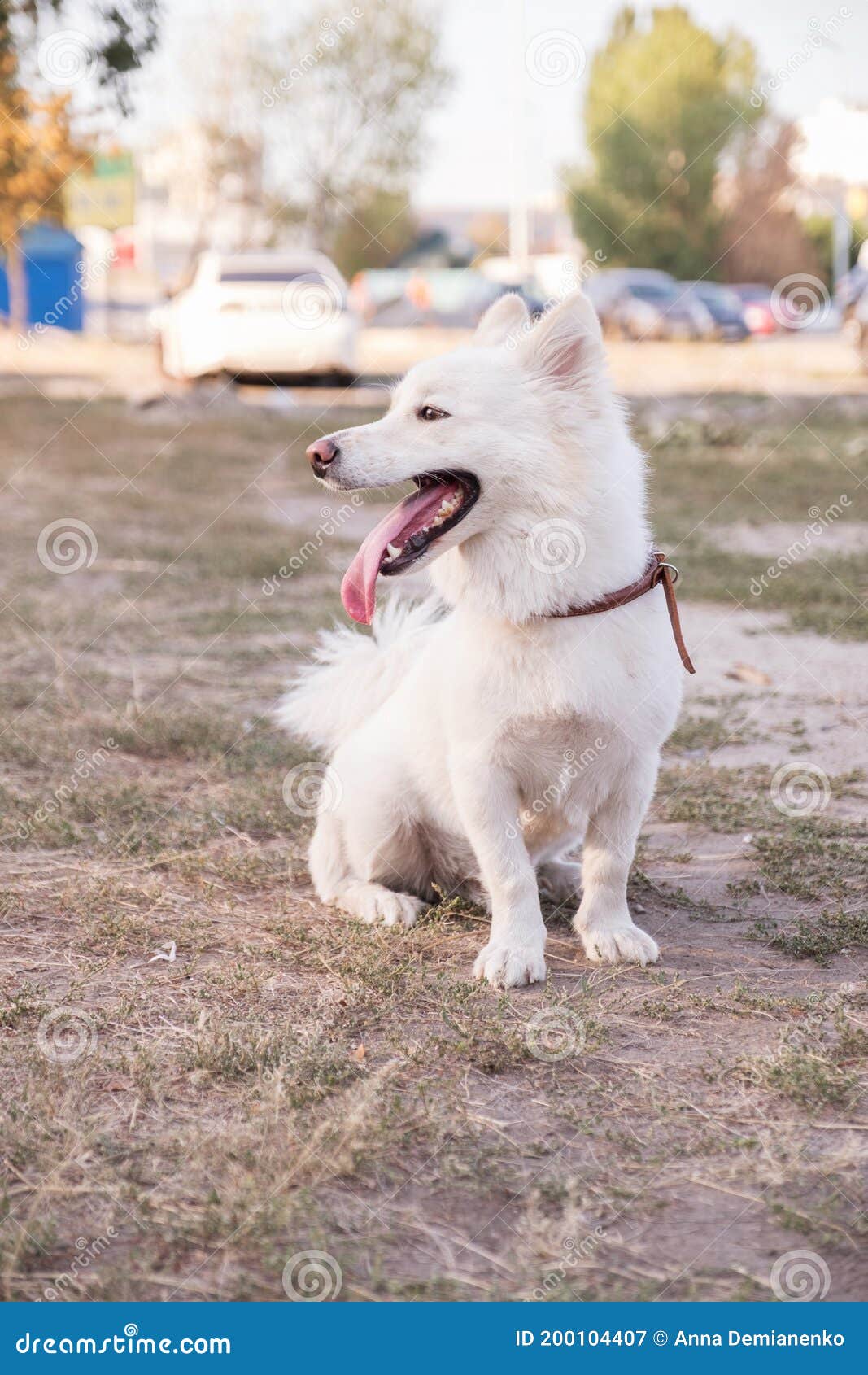 Cute Half-breed Samoyed Dog on a Walk in Summer Day at Park Stock Image ...
