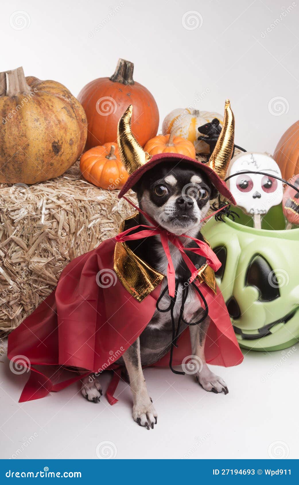 Cute Halloween Devil Dog stock image. Image of puppies - 27194693