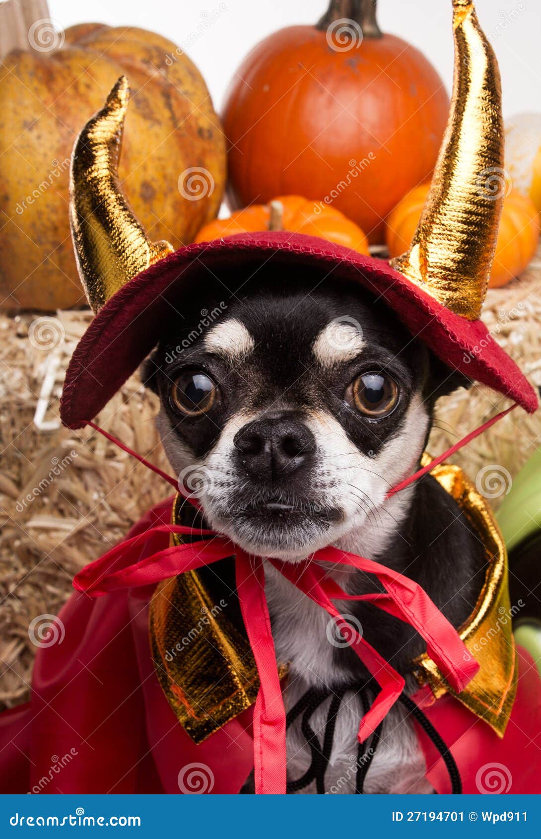 Cute Halloween Devil Dog stock image. Image of puppies - 27194701