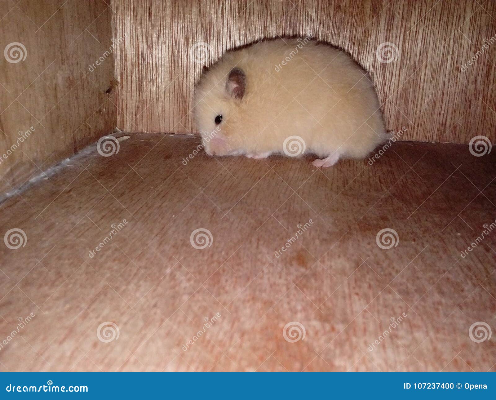 Cute hammy stock photo. Image of view, cute, brown, chubby - 107237400