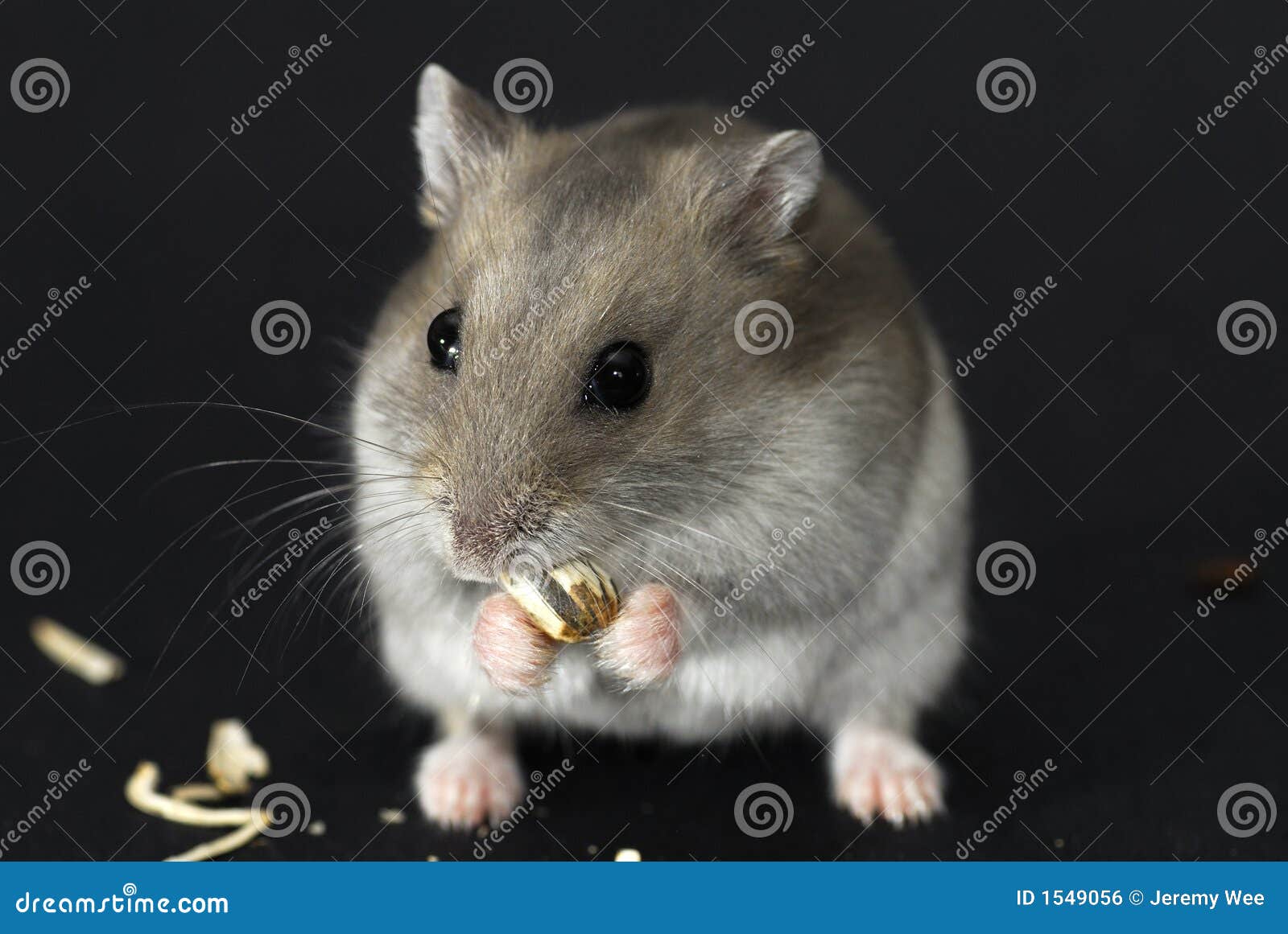 Cute Hamster stock photo. Image of adorable, beautiful - 1549056