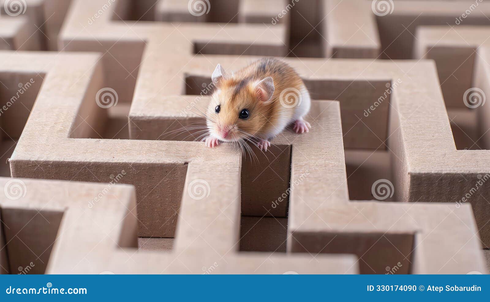 Hamster In Maze Royalty-Free Stock Photo | CartoonDealer.com #6348315