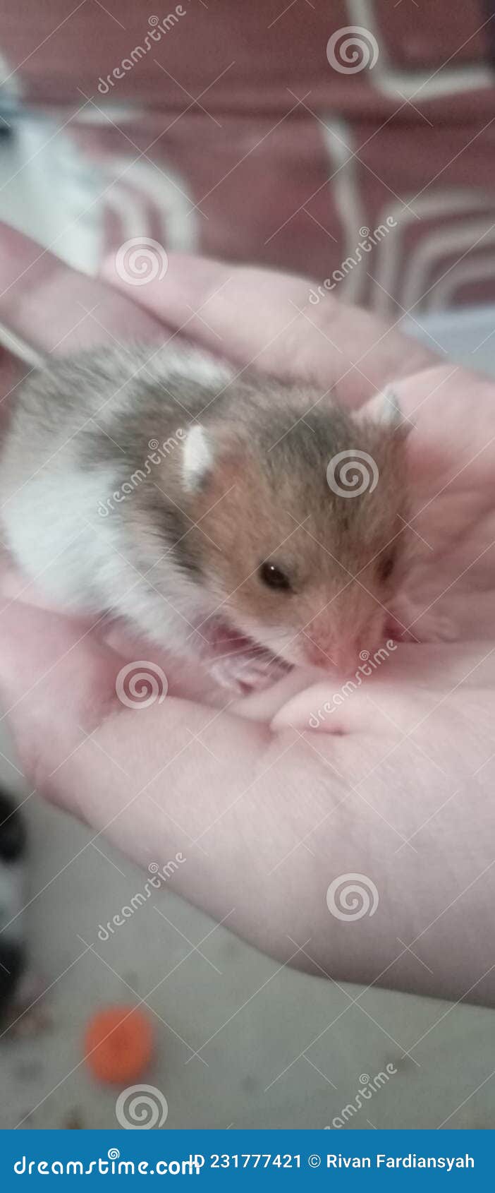 Cute hamster, fun for kids stock image. Image of mouse - 231777421