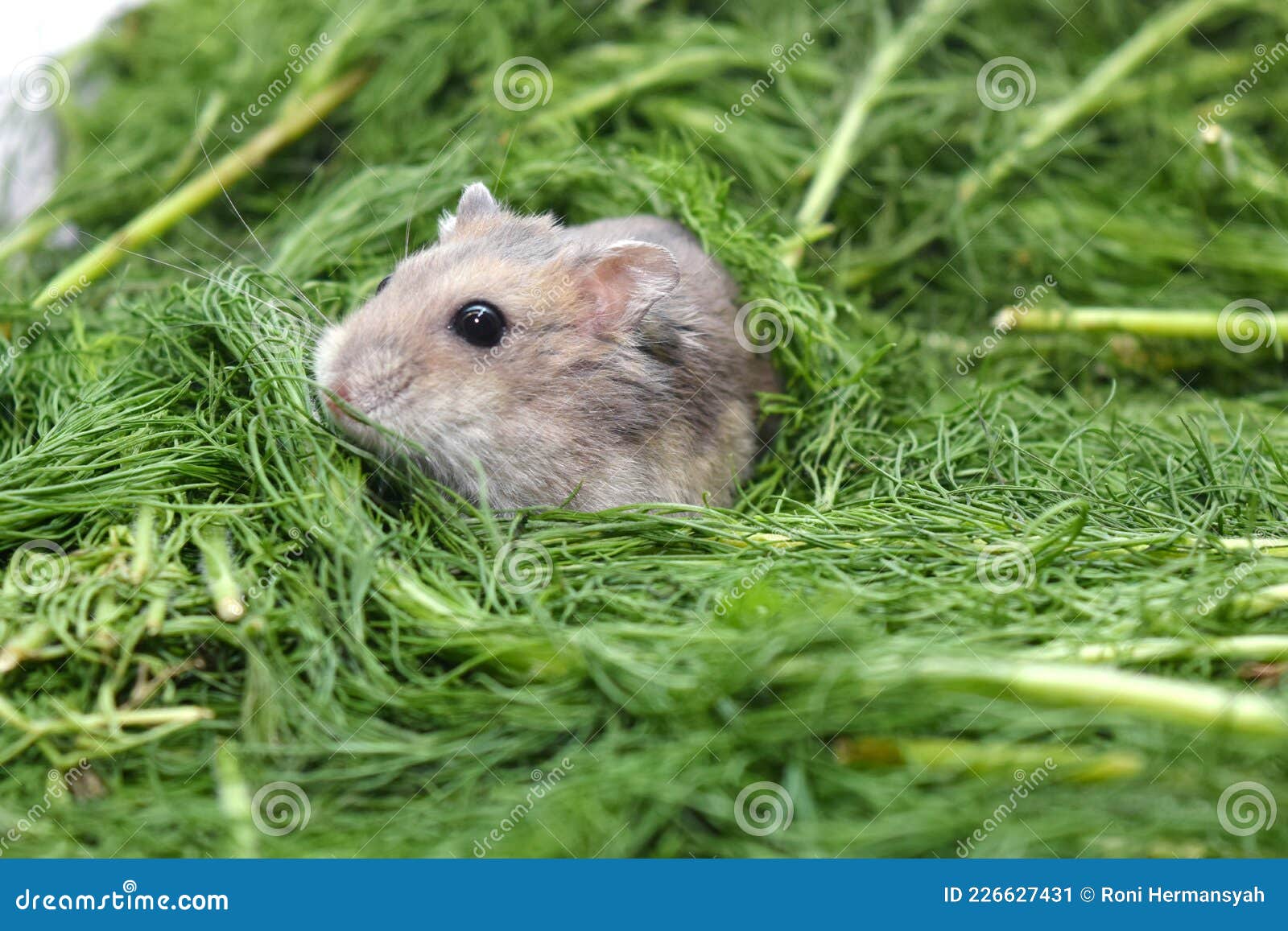 Cute Hamster on Green Grass Closeup Stock Image - Image of cute, mammal ...