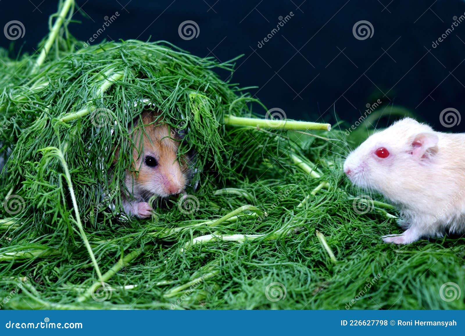 Cute Hamster on Green Grass Closeup Stock Photo - Image of look ...