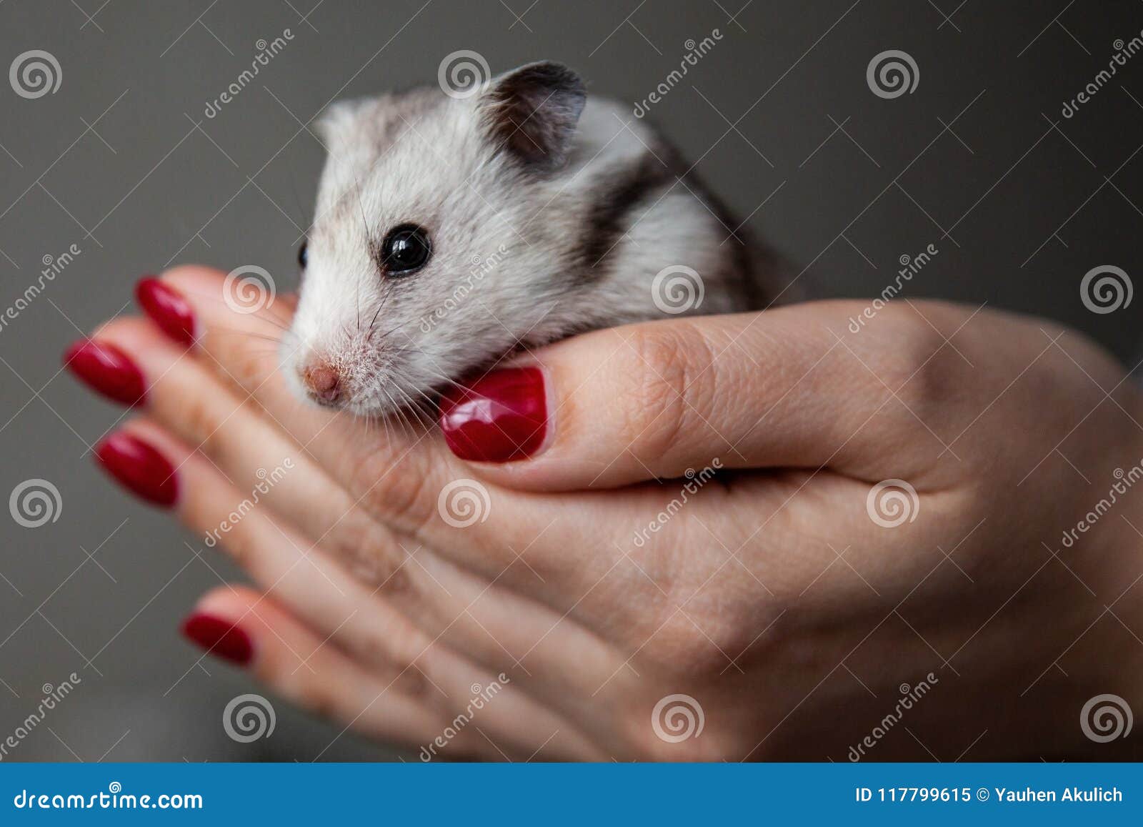 Cute Hamster in the Hands of a Girl Stock Image - Image of giant, hand ...