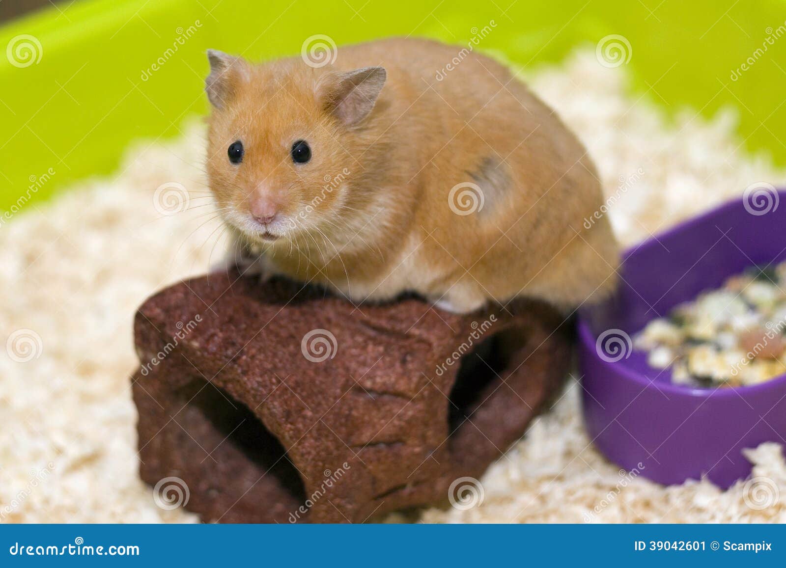 Cute Hamster In His Cage Stock Image | CartoonDealer.com #39042601