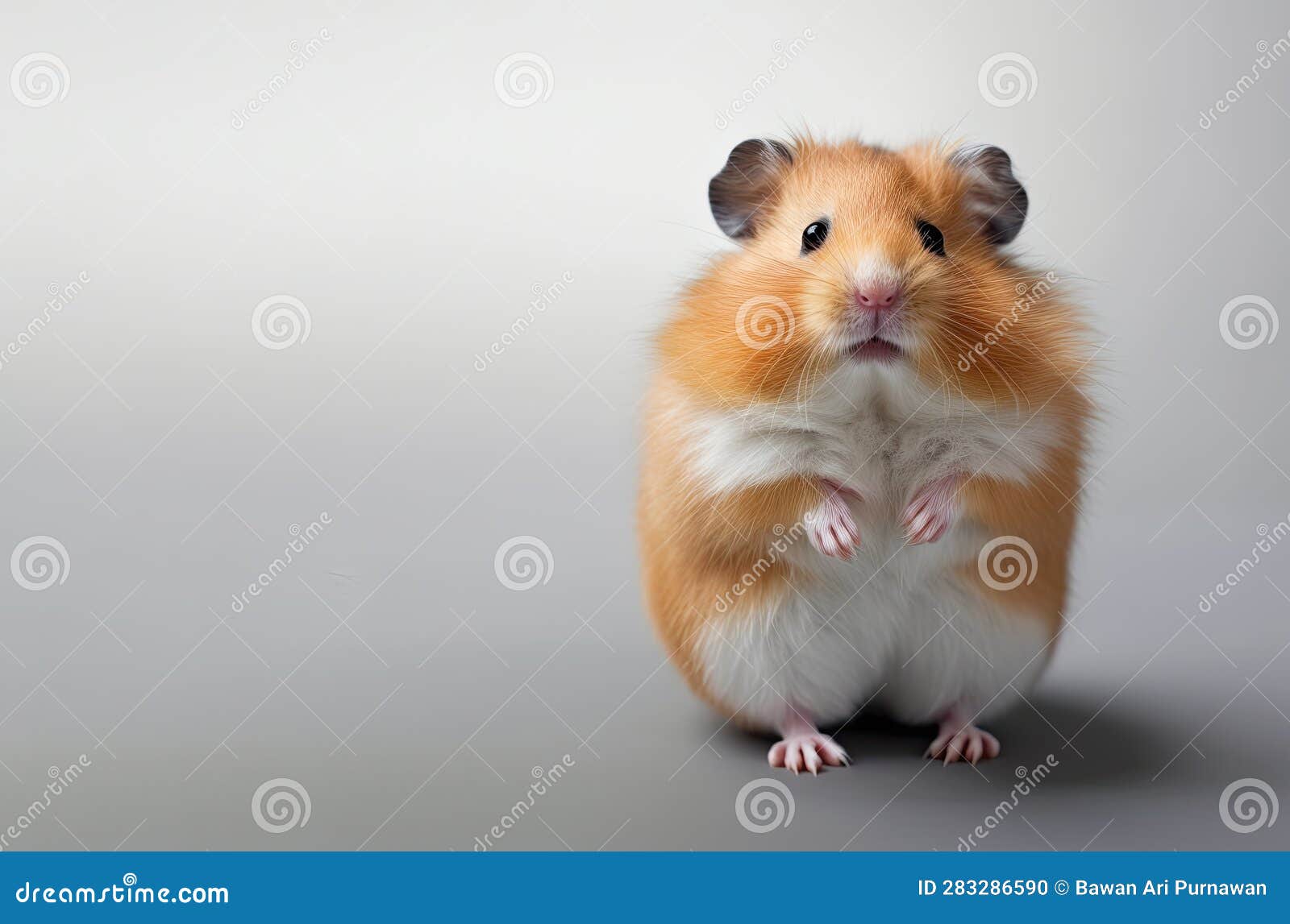 Cute Hamster Looking at Camera, Front View Stock Illustration ...