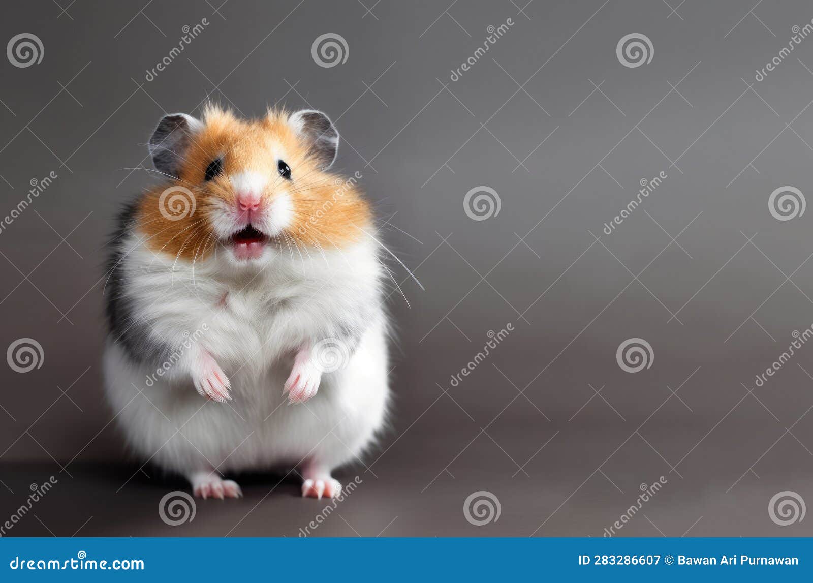 Cute Hamster Looking at Camera, Front View Stock Illustration ...