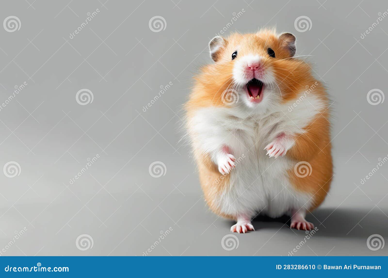 Cute Hamster Looking at Camera, Front View Stock Illustration ...