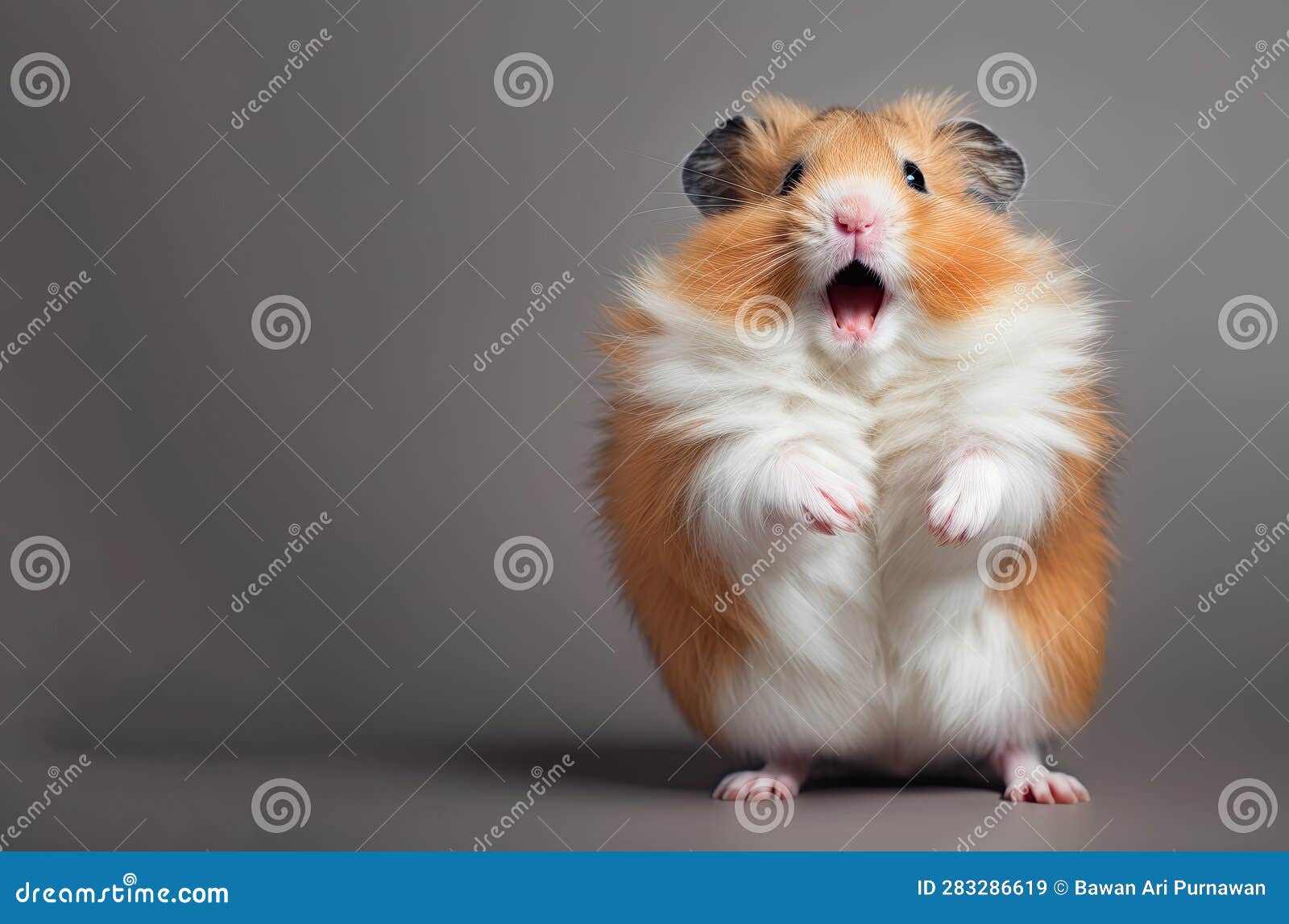 Cute Hamster Looking at Camera, Front View Stock Illustration ...