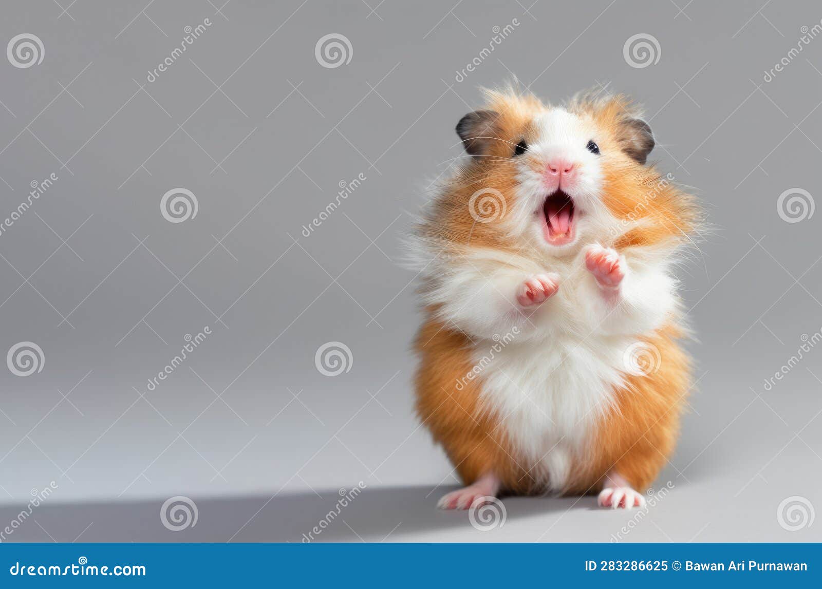 Cute Hamster Looking at Camera, Front View Stock Illustration ...