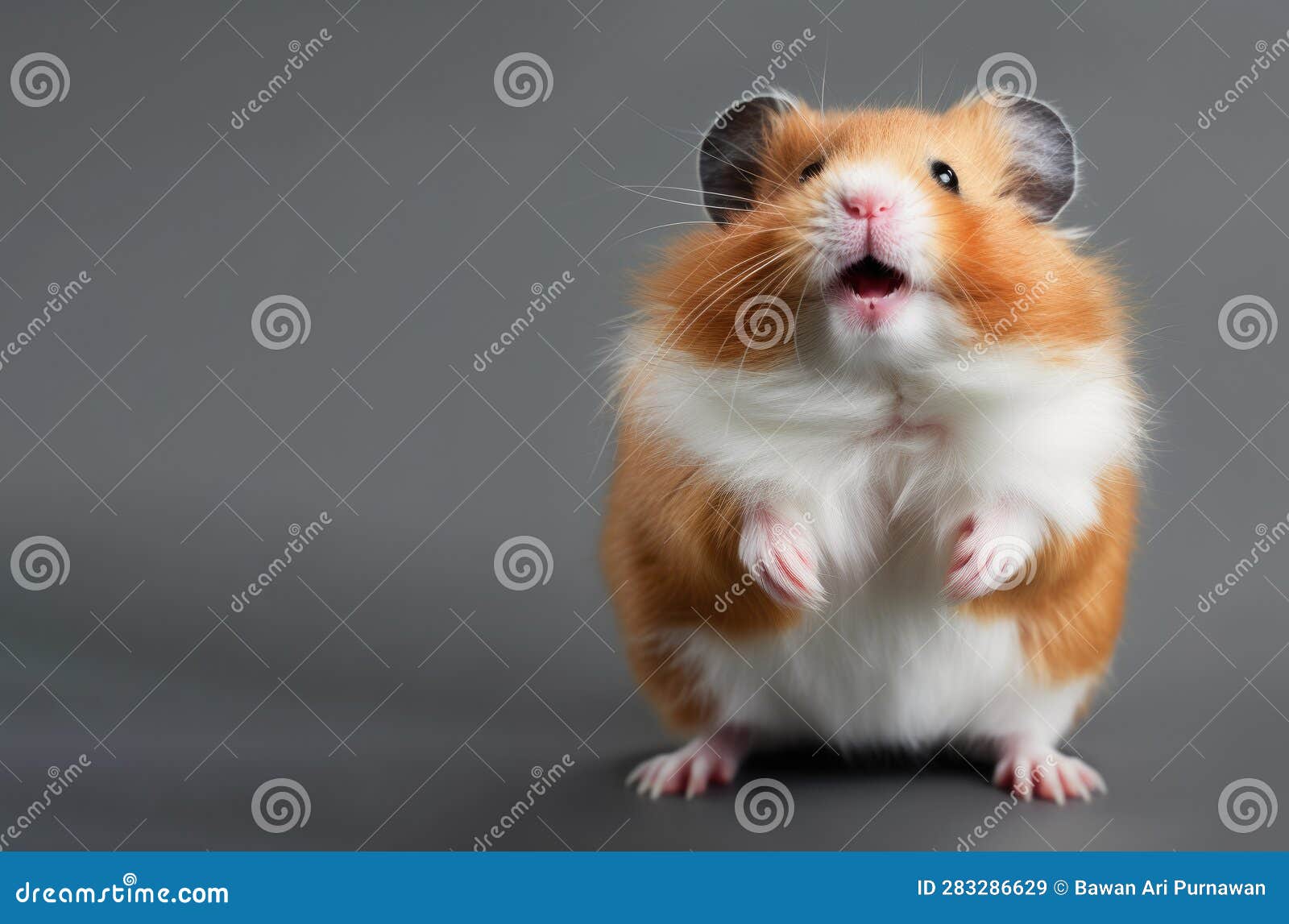 Cute Hamster Looking at Camera, Front View Stock Illustration ...