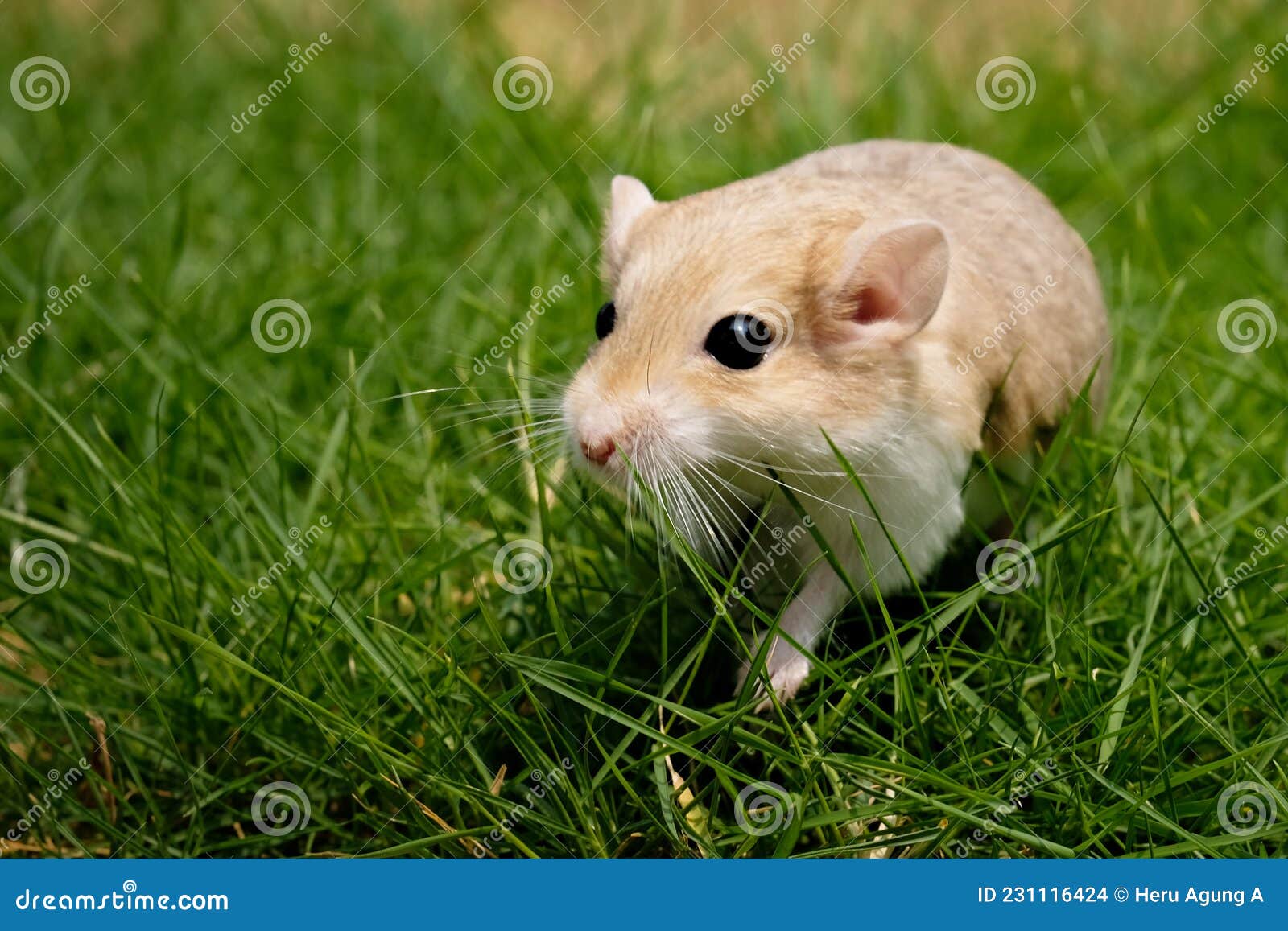 A Cute Hamster is Playing on the Green Grass Stock Photo - Image of ...