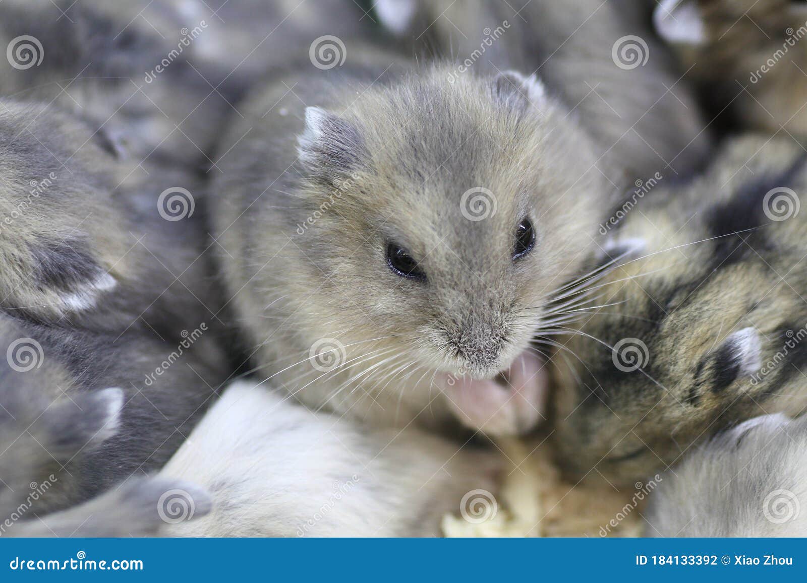Cute hamsters stock photo. Image of studio, america - 184133392
