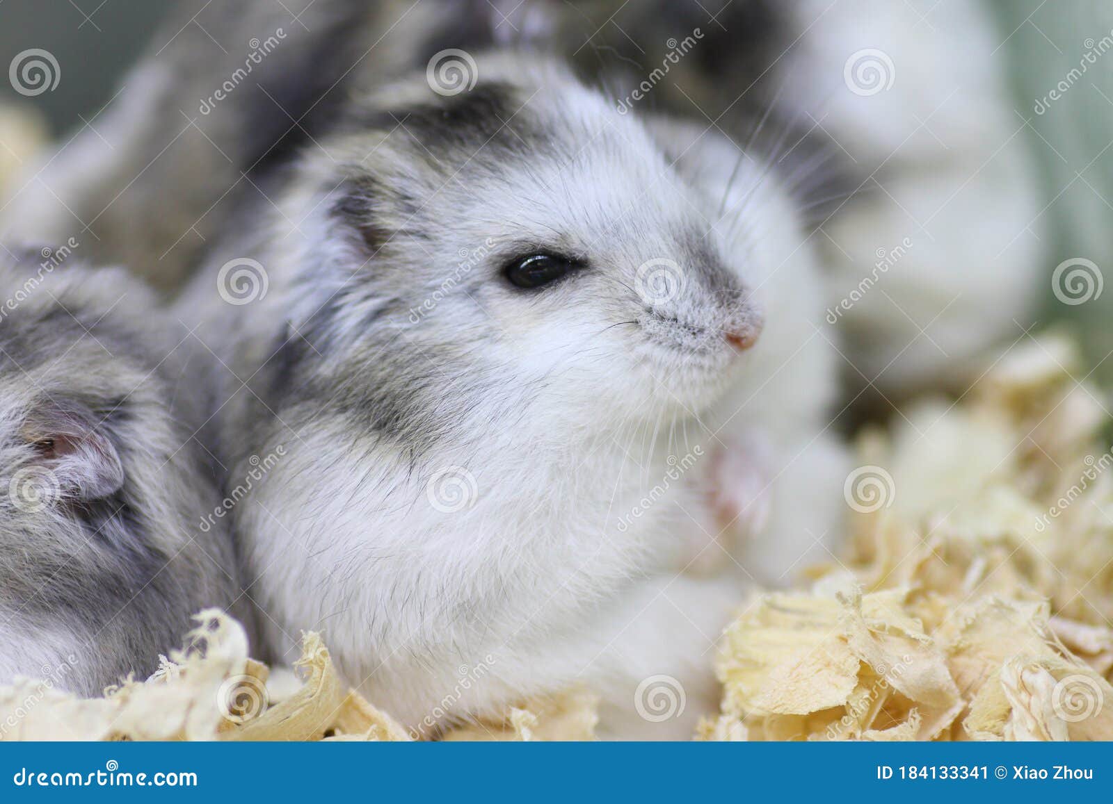 Cute hamsters stock image. Image of warm, together, eyes - 184133341