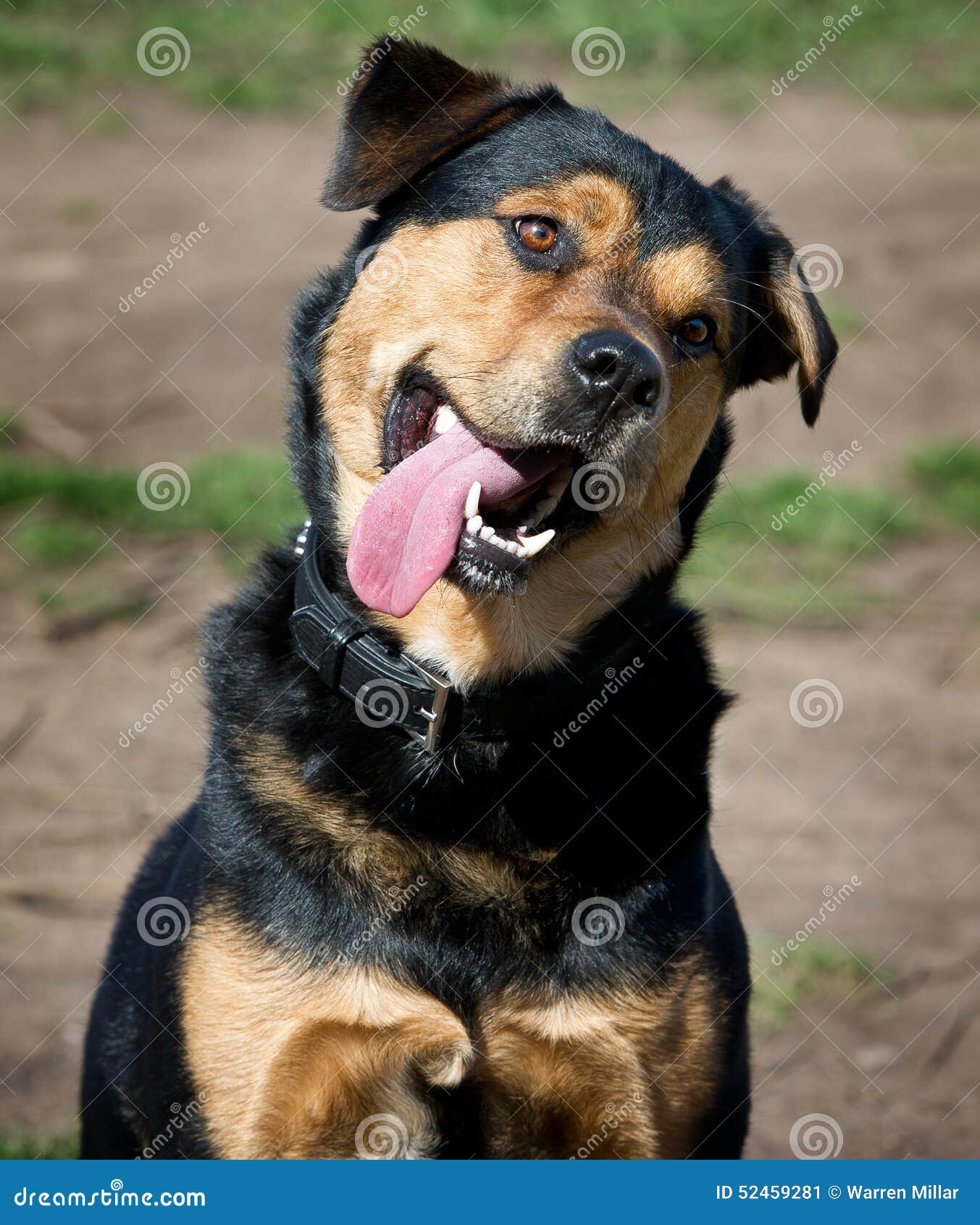 Cute Hansome looking dog stock image. Image of canine - 52459281
