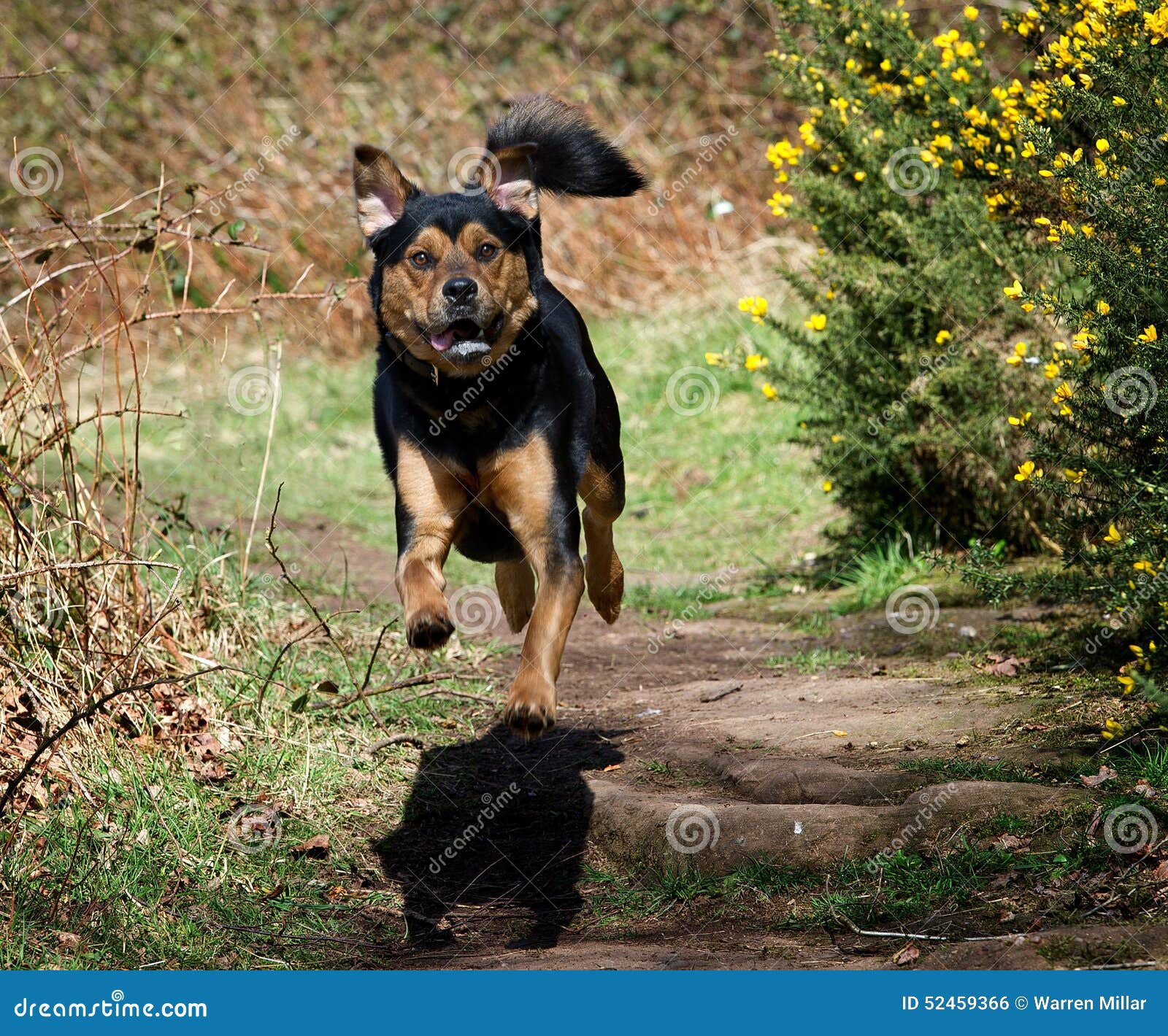 Cute Hansome Looking Dog Jumping Stock Photo - Image of mammal, long ...